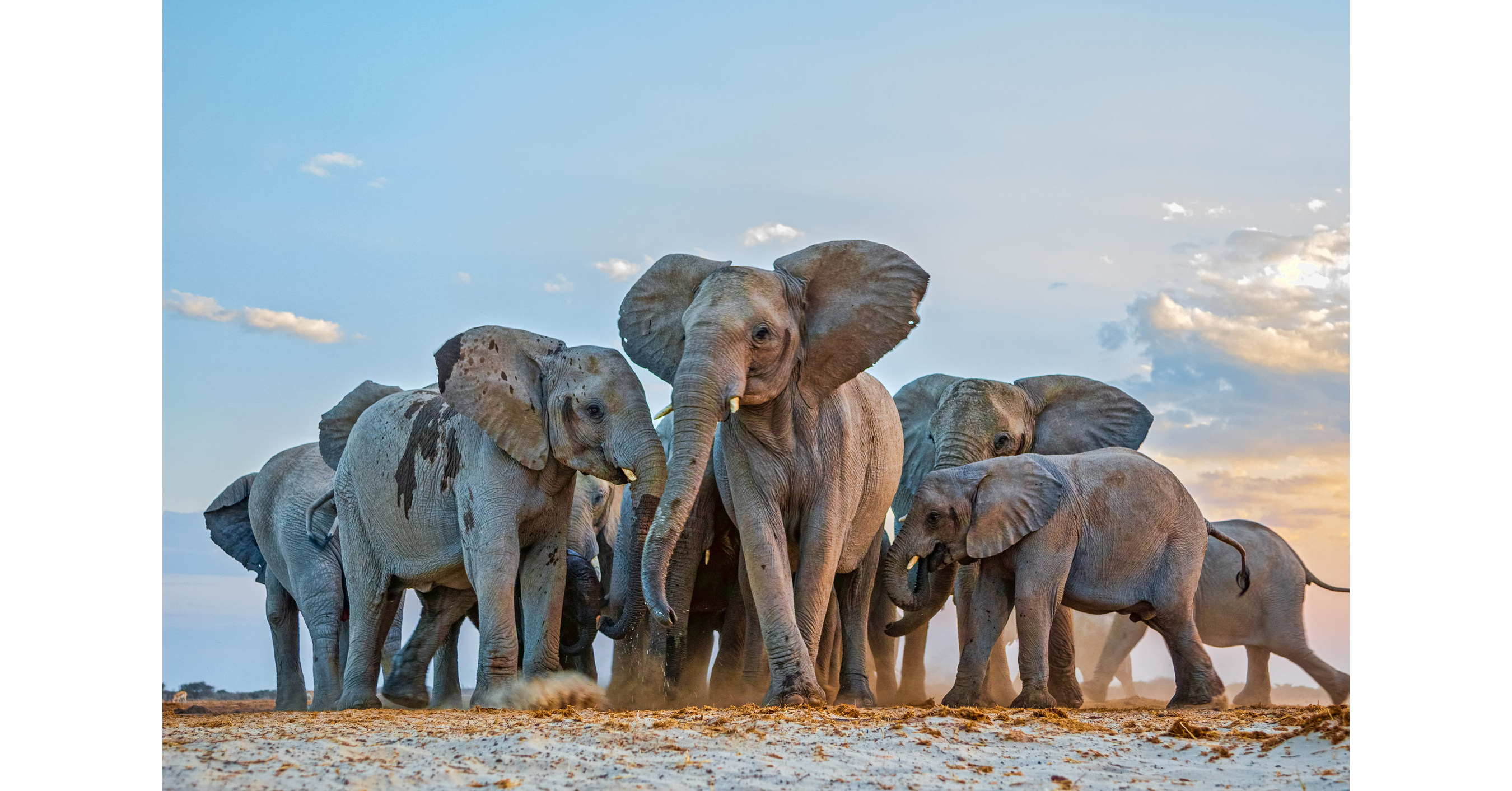 HITN And Wildlife Conservation Network Join Forces To Protect ...