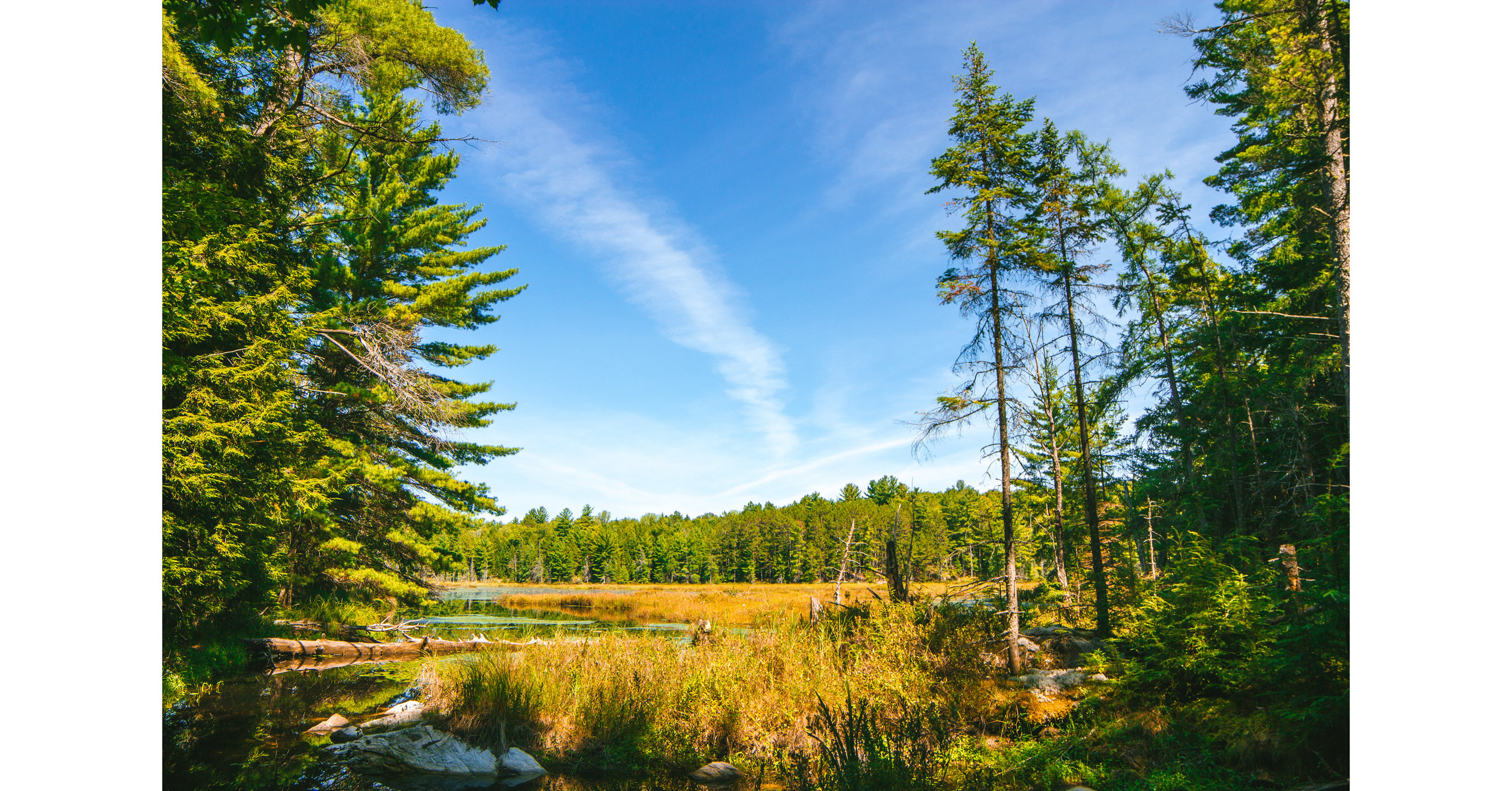 Forests Ontario Commends the Ontario Government for Increasing Funding ...