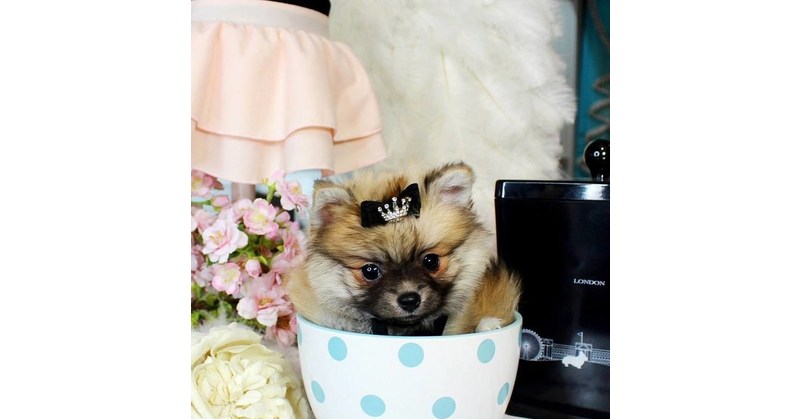 Puppy Boutique Store Features the Best Variety of Teacup and Toy ...