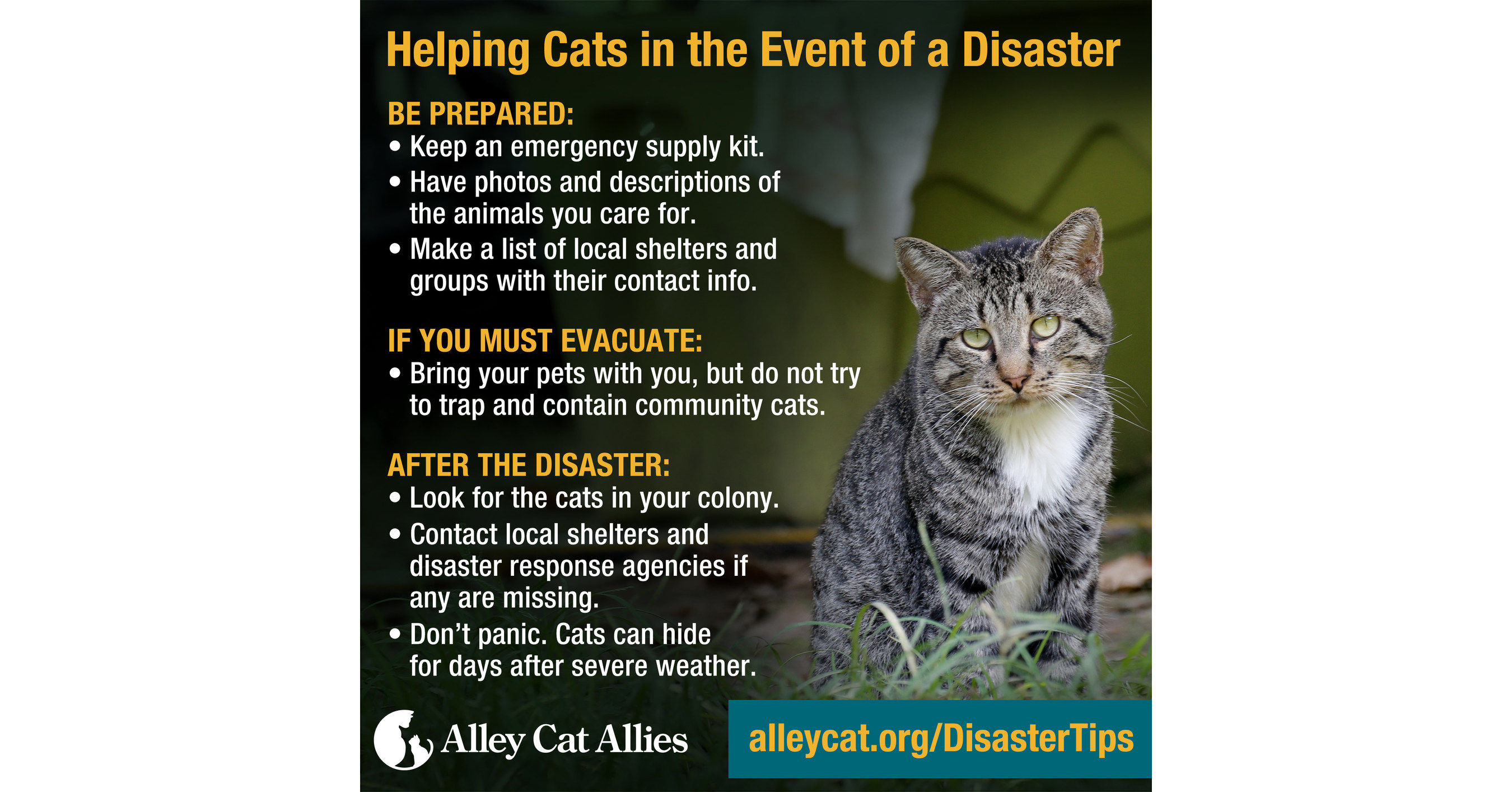 Hurricane Preparation Tips for Pet Owners, Cat Caregivers in Path of Irma