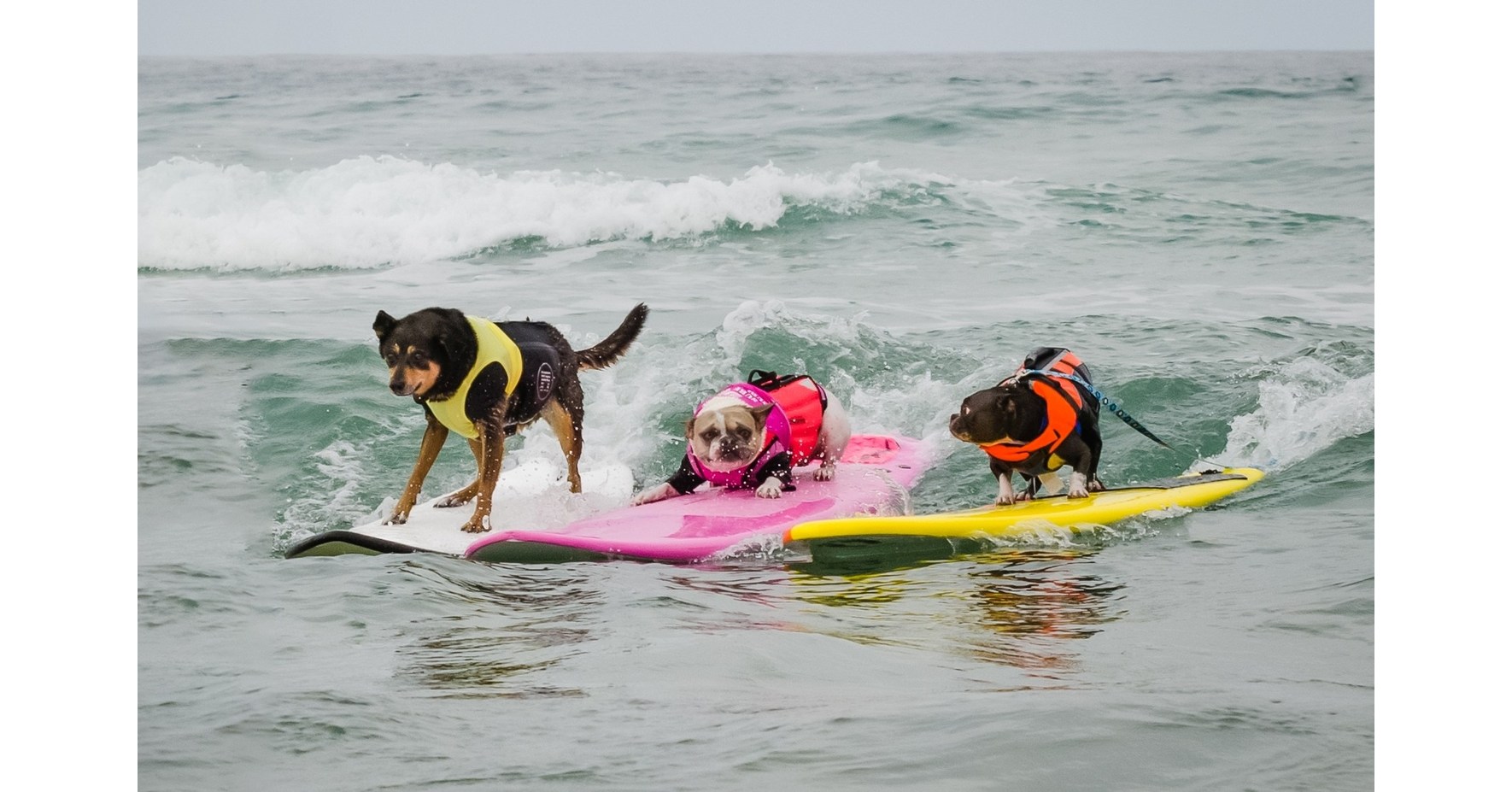 The 12th Annual Surf Dog Surf-A-Thon Gets Ready to Make a Splash