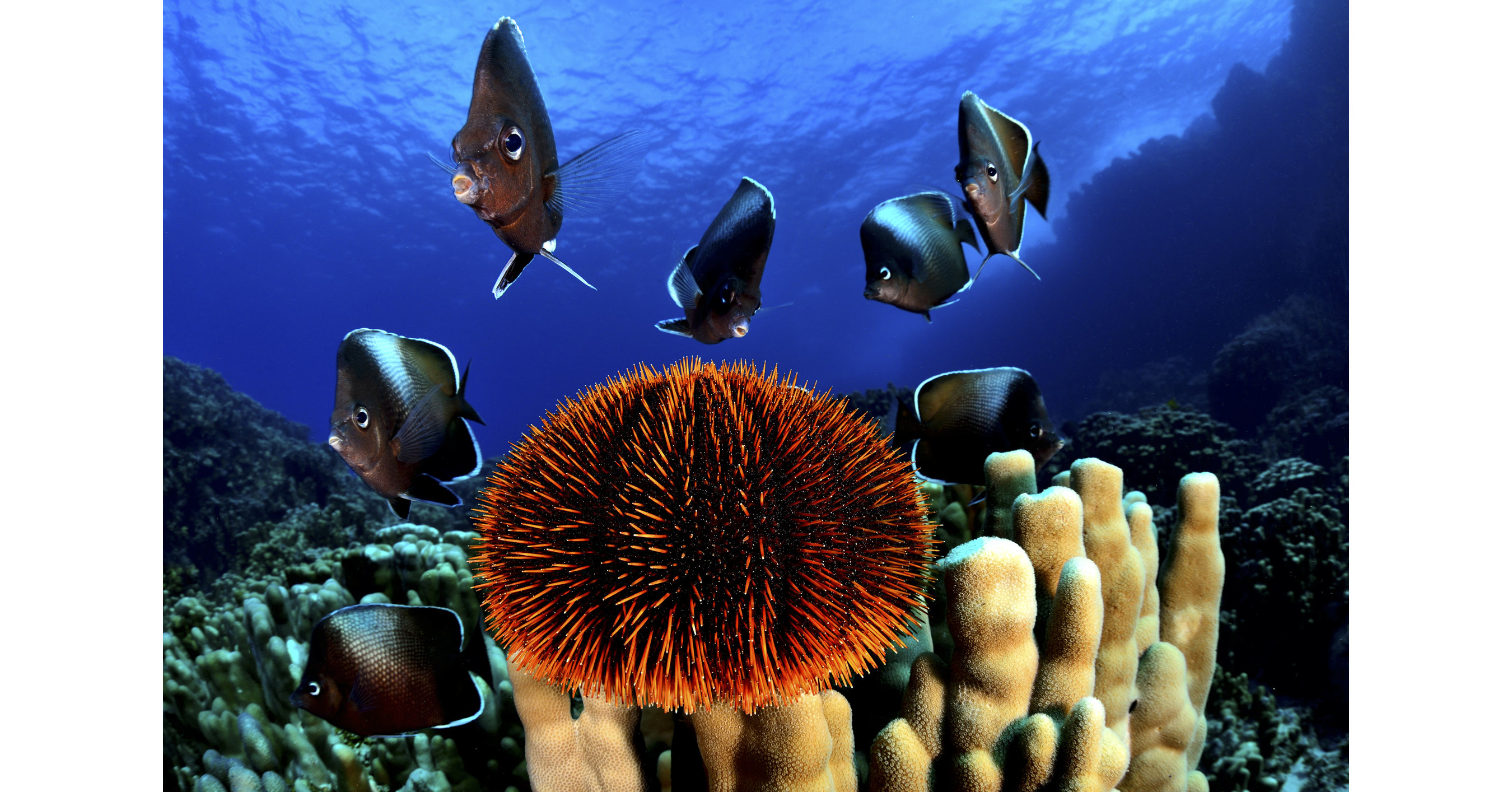 Das Pew Bertarelli Ocean Legacy Project begrüßt Chiles Ankündigung des ...