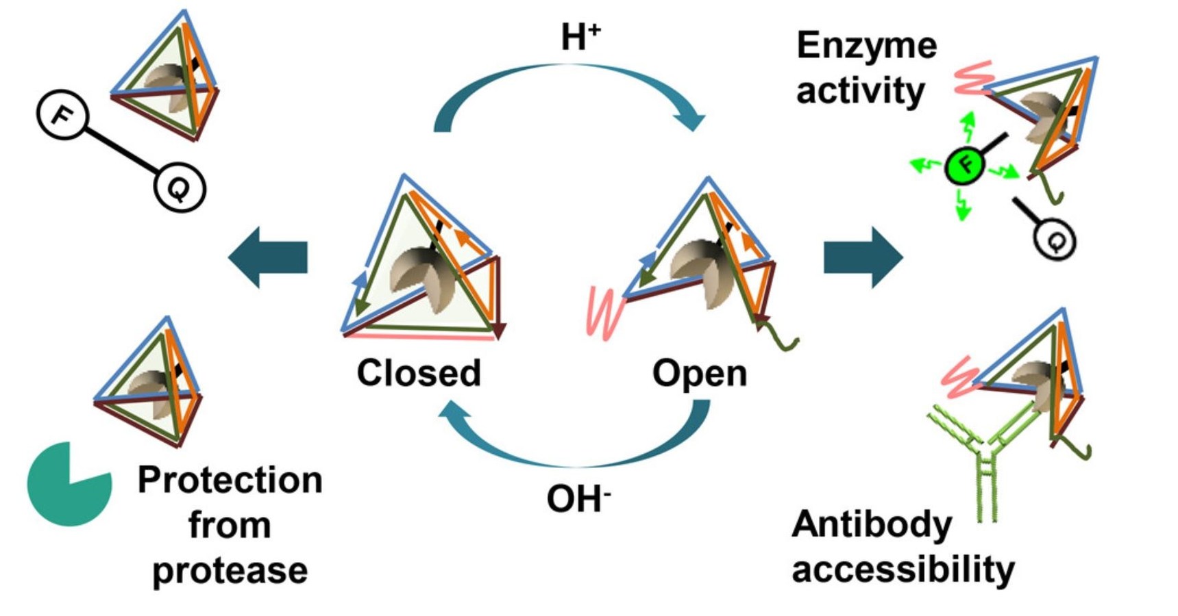 DNA Nanoswitch To Control Enzyme Activity