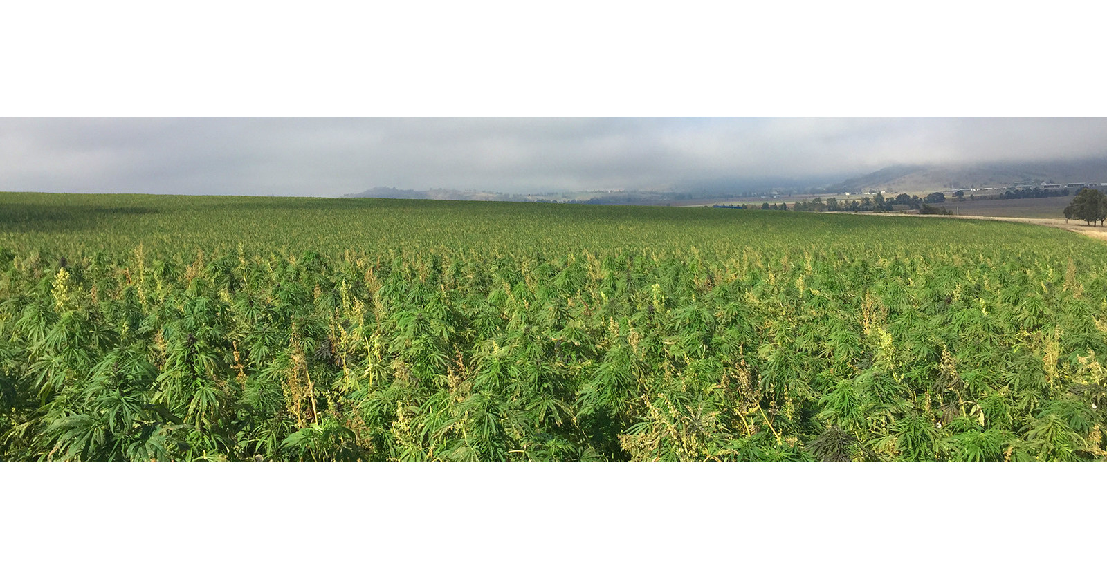 Tour Legal Hemp Farm in Kentucky Saturday, September 30 from 12:00 - 3: ...