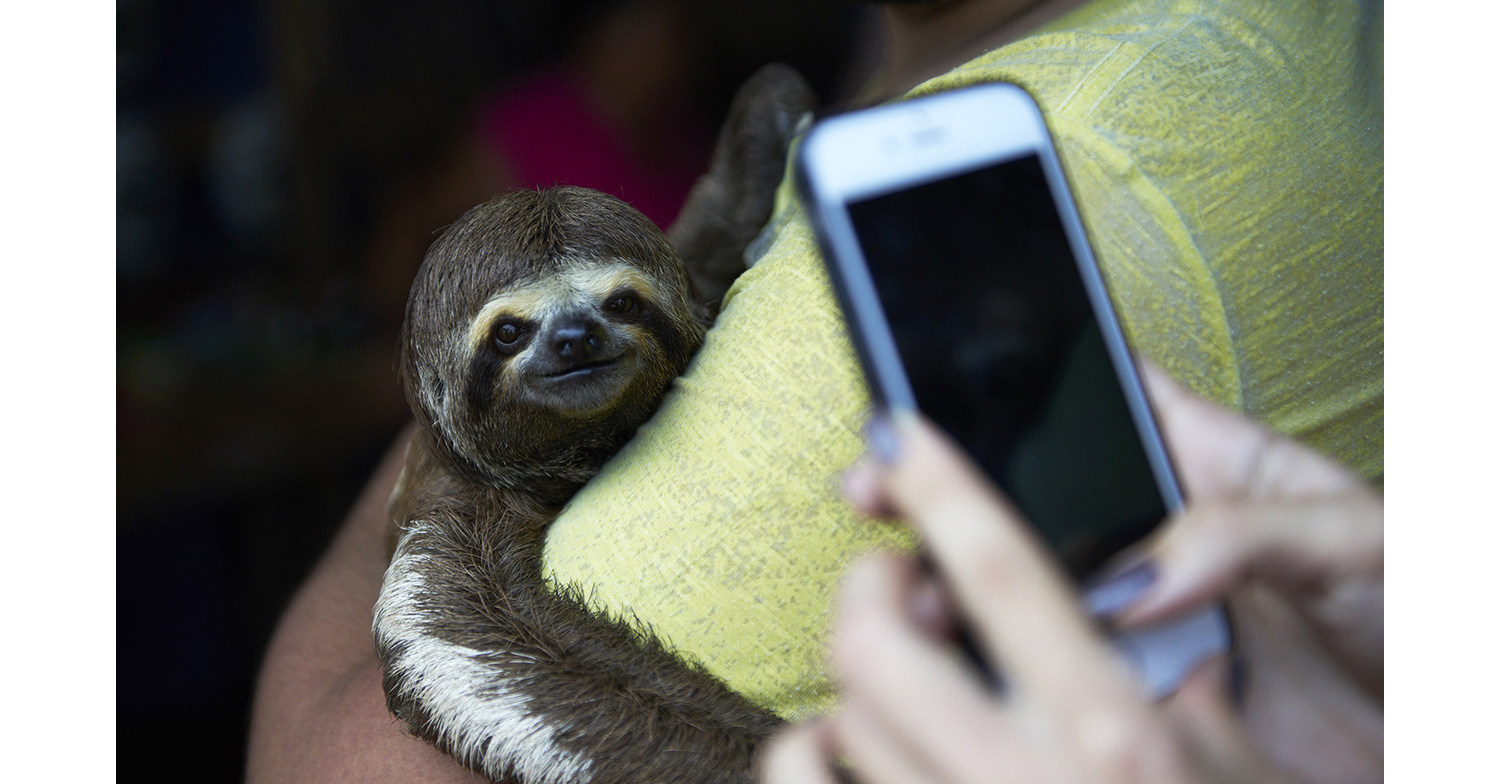 Iconic wild animals suffering for selfies