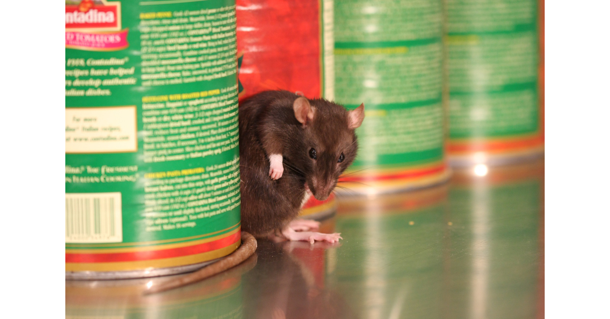 Chicago Tops Orkin Top 50 Rattiest Cities List for Third Time