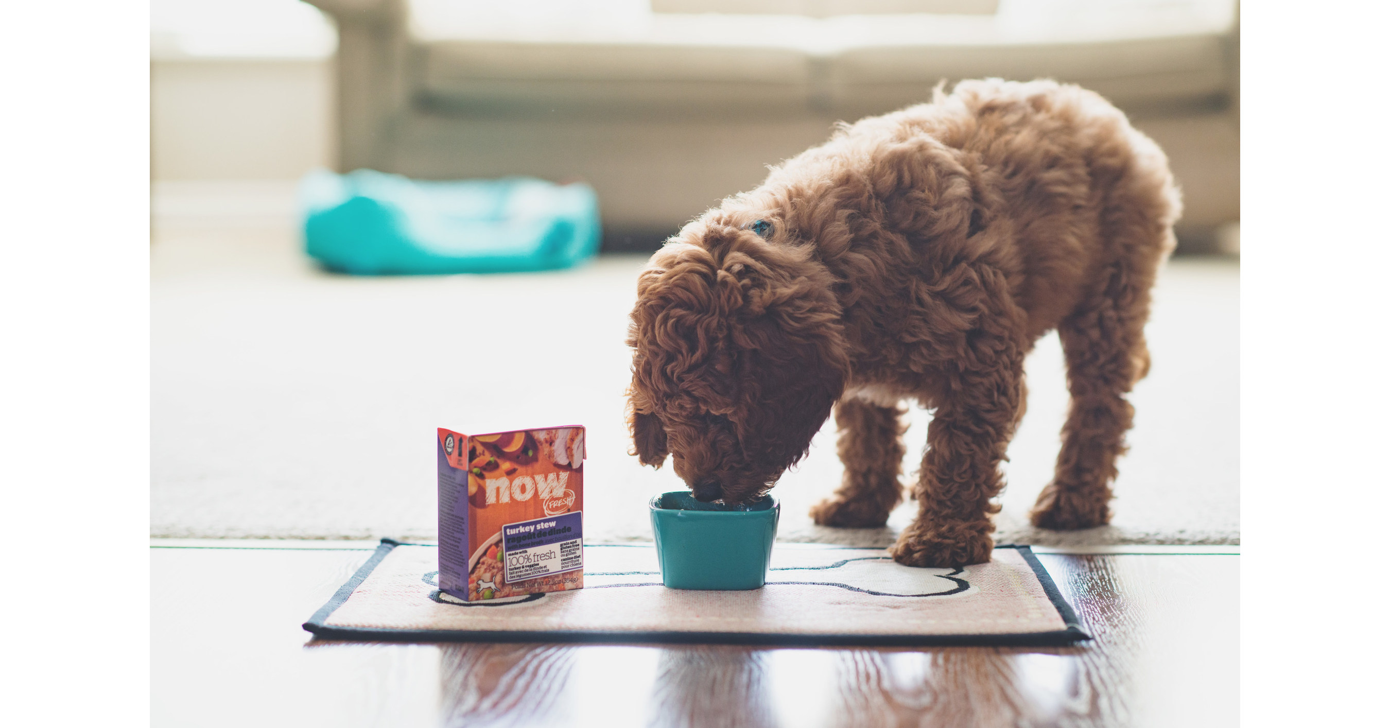 Stew Good To Be True: Petcurean Introduces Fresh, Healthy, And Oh-So ...