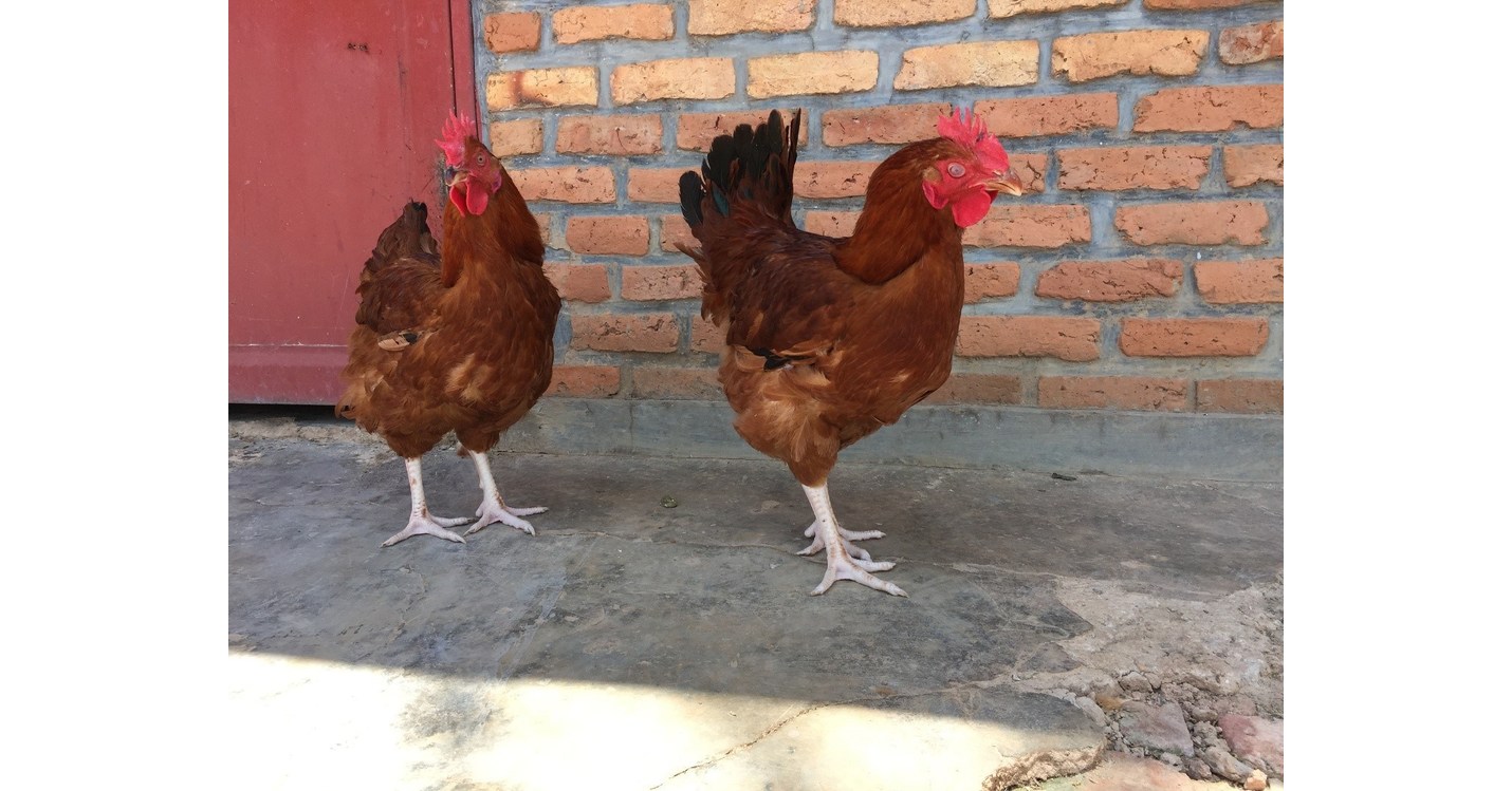 AgDevCo Announces $3.0m Investment in Rwandan Poultry Company;Uzima ...