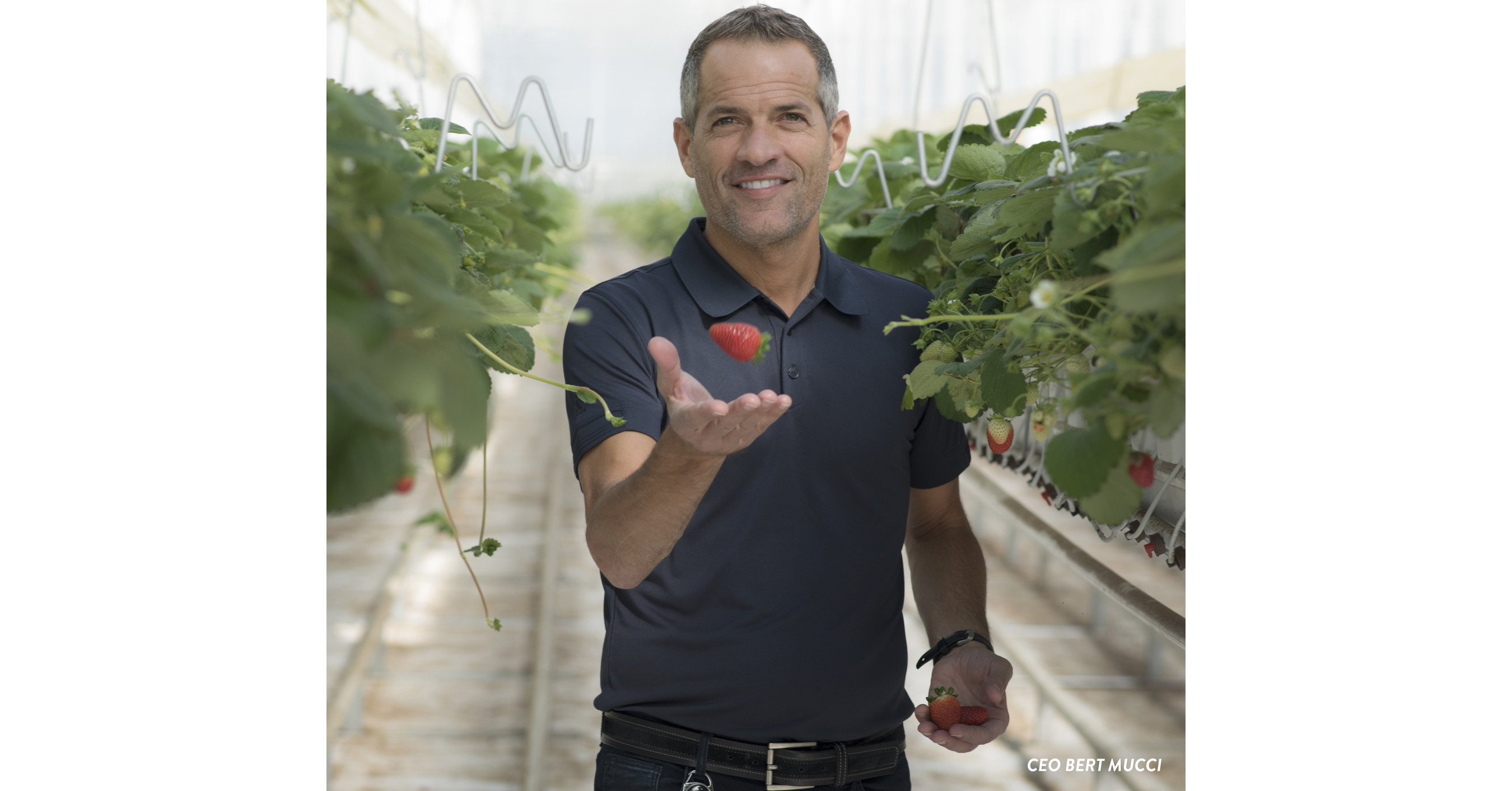 Mucci Farms Smuccies™ Sweet Strawberries keep getting sweeter!