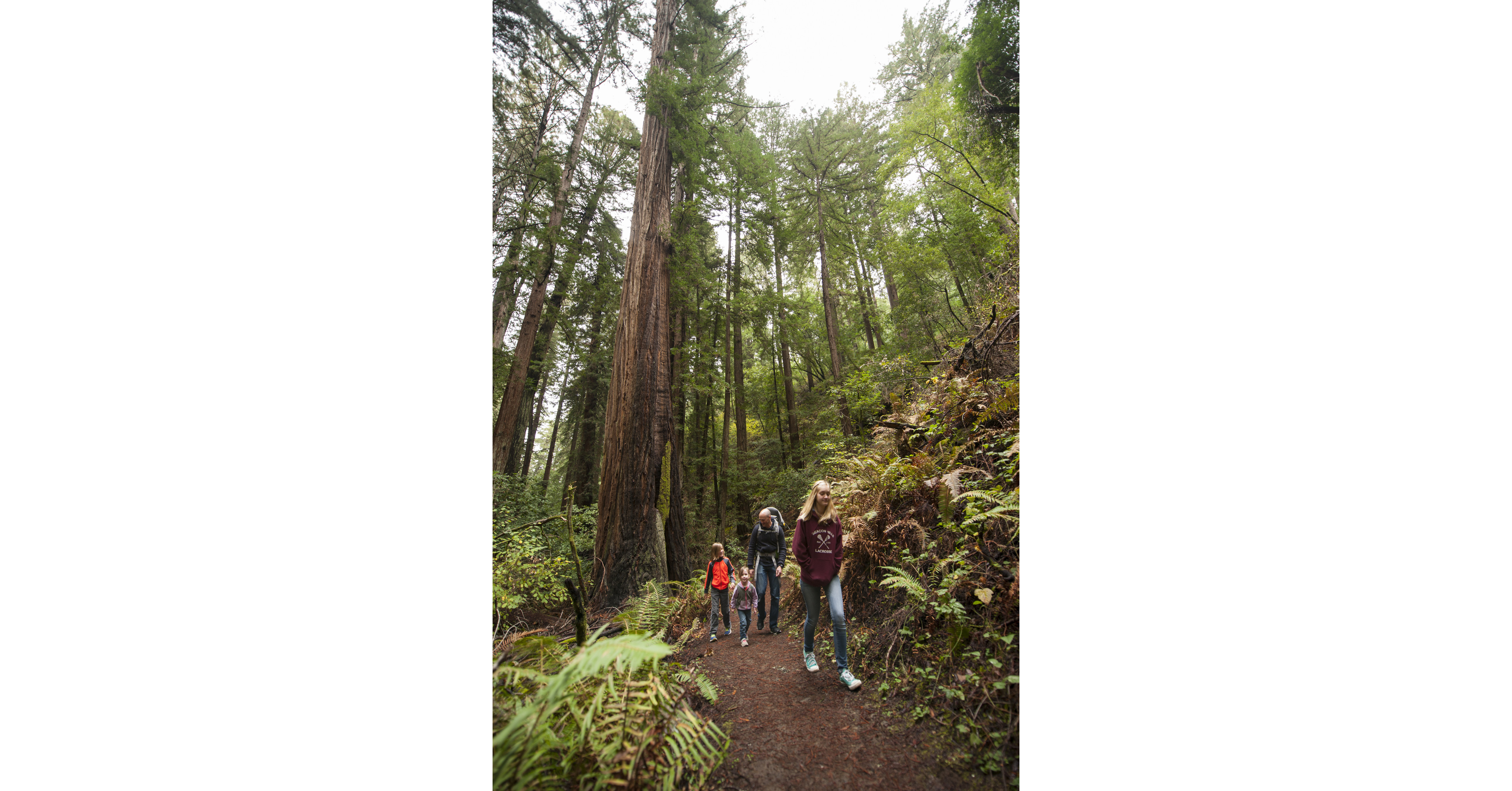 Save the Redwoods League to Provide Free Day-Use Admission to Visitors ...