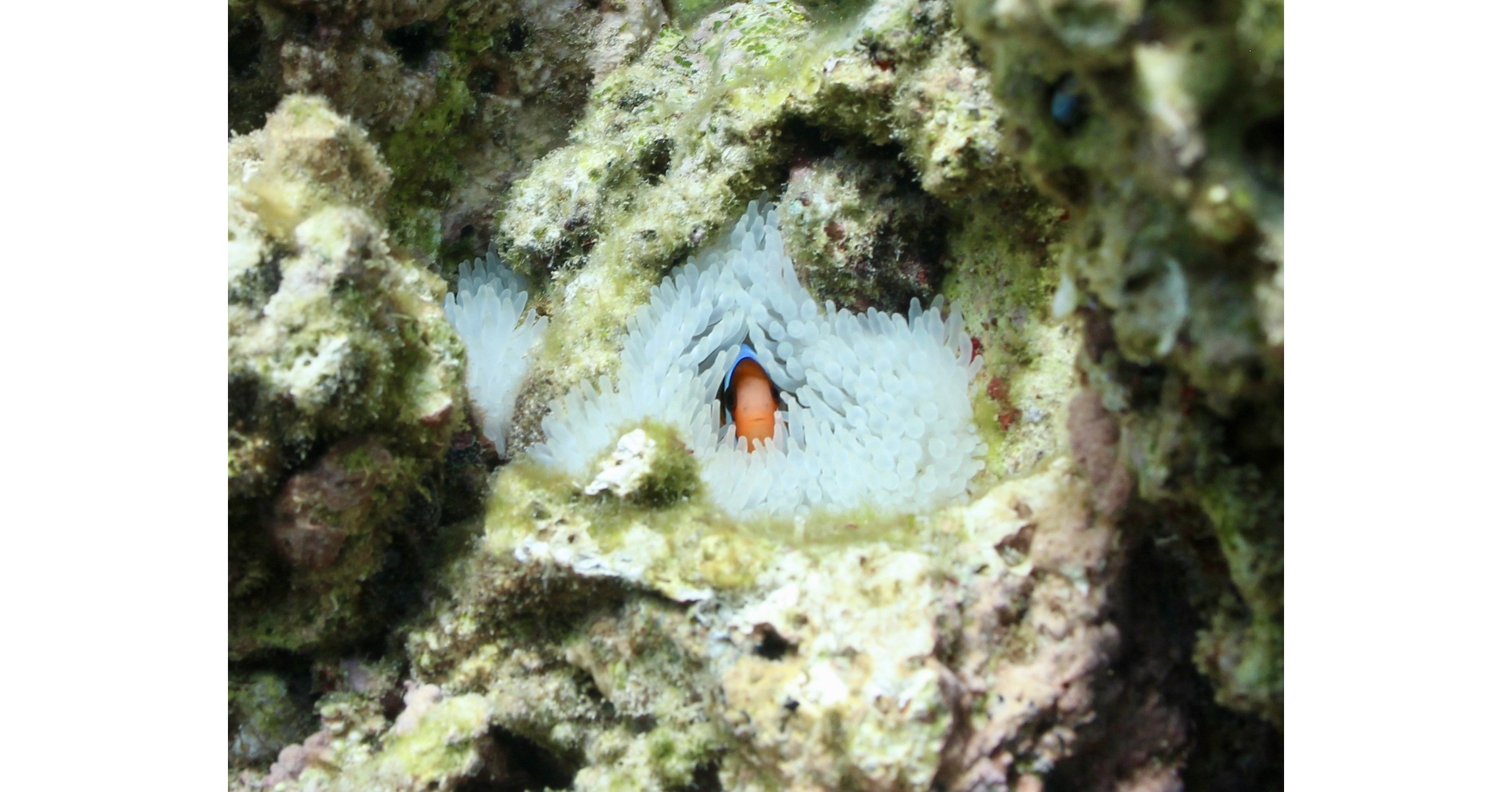 Corporates Dive Deep Into Their Pockets to Protect the Great Barrier Reef