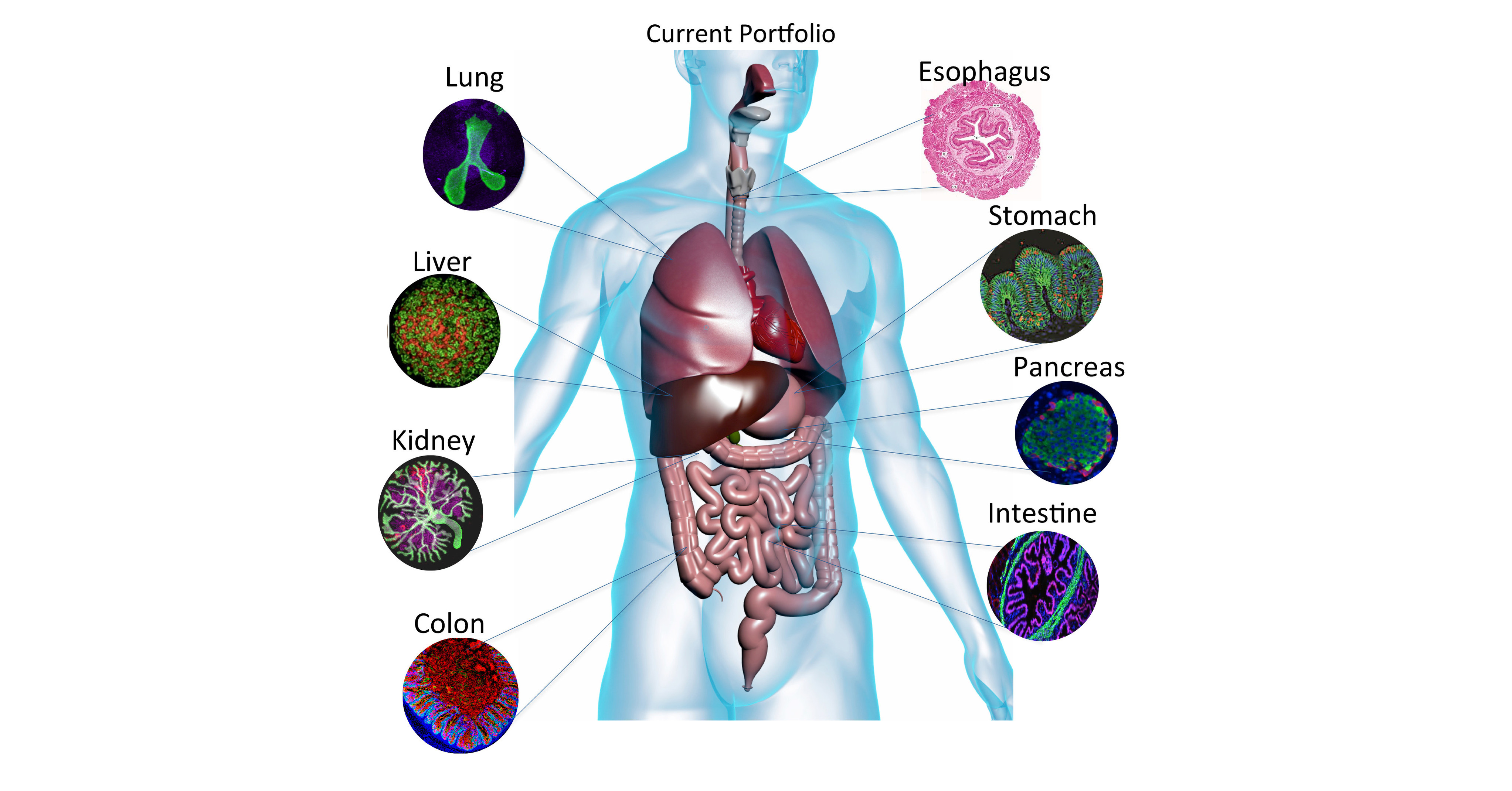 Cincinnati Children's Launches Center for Stem Cell and Organoid Medicine