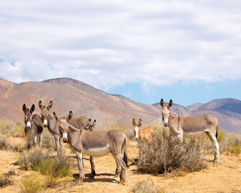 Peaceful Valley Donkey Rescue to Lead Death Valley’s Wild Burro Project