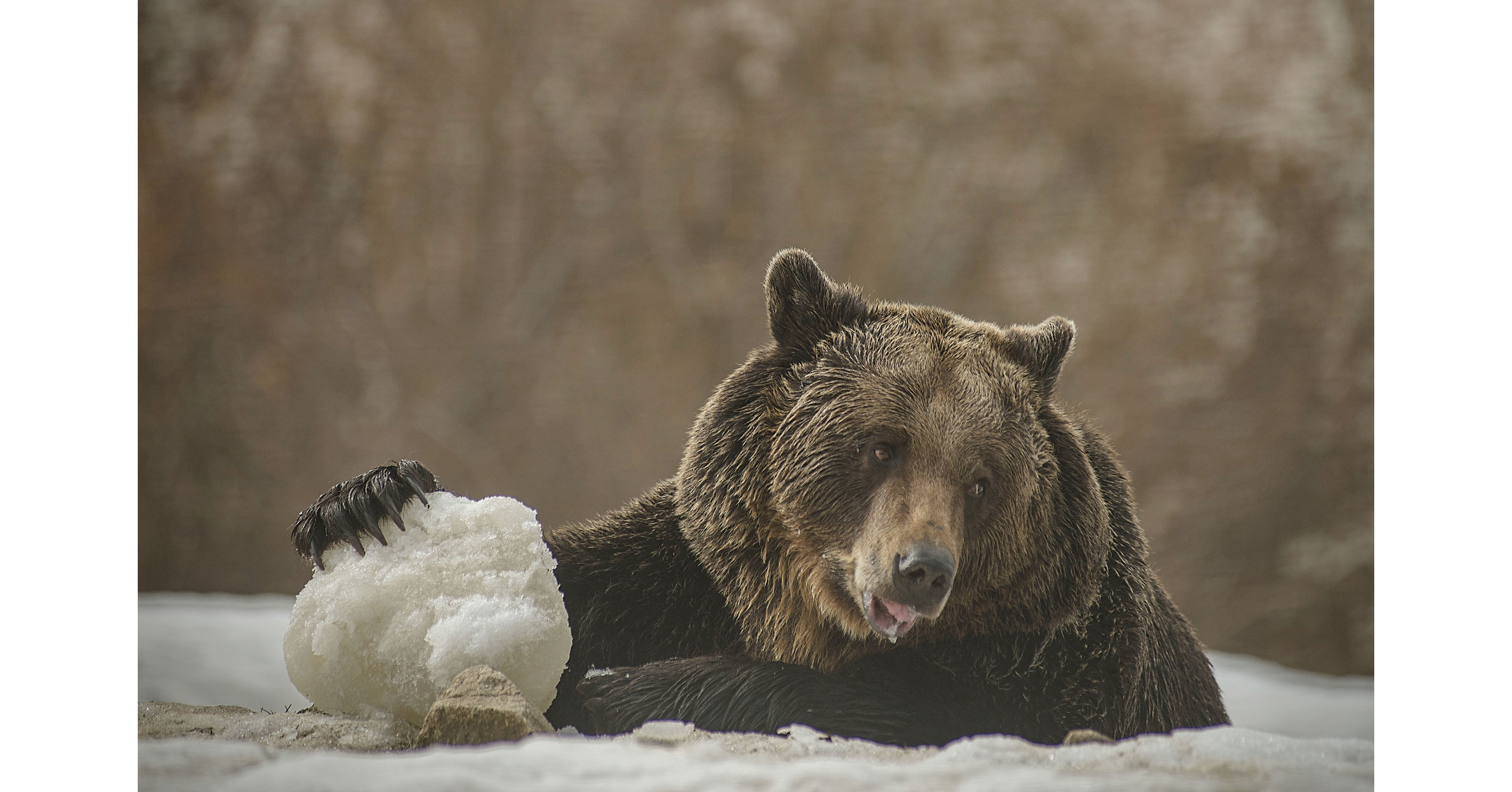 Be a miracle for animals this holiday season