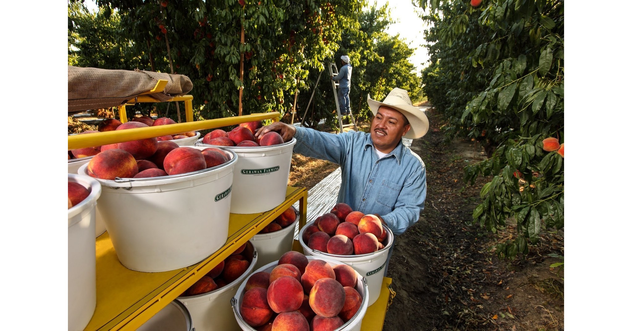 Gerawan Response to California Supreme Court Decision