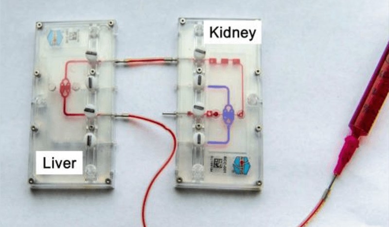 University of Washington and Nortis Publish First Organ-on-Chip Study ...