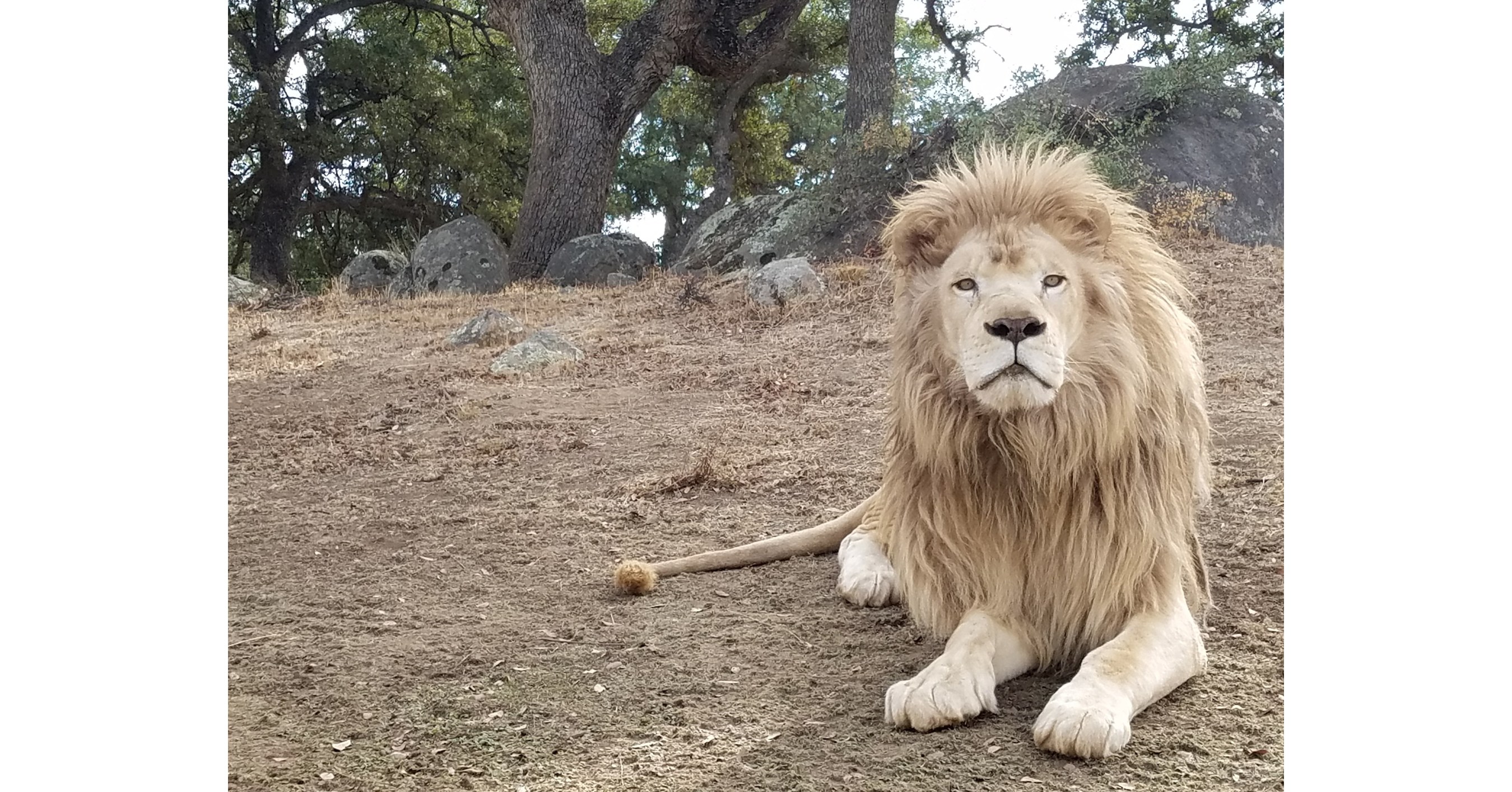 Rare White Lion Released to New Sanctuary Habitat