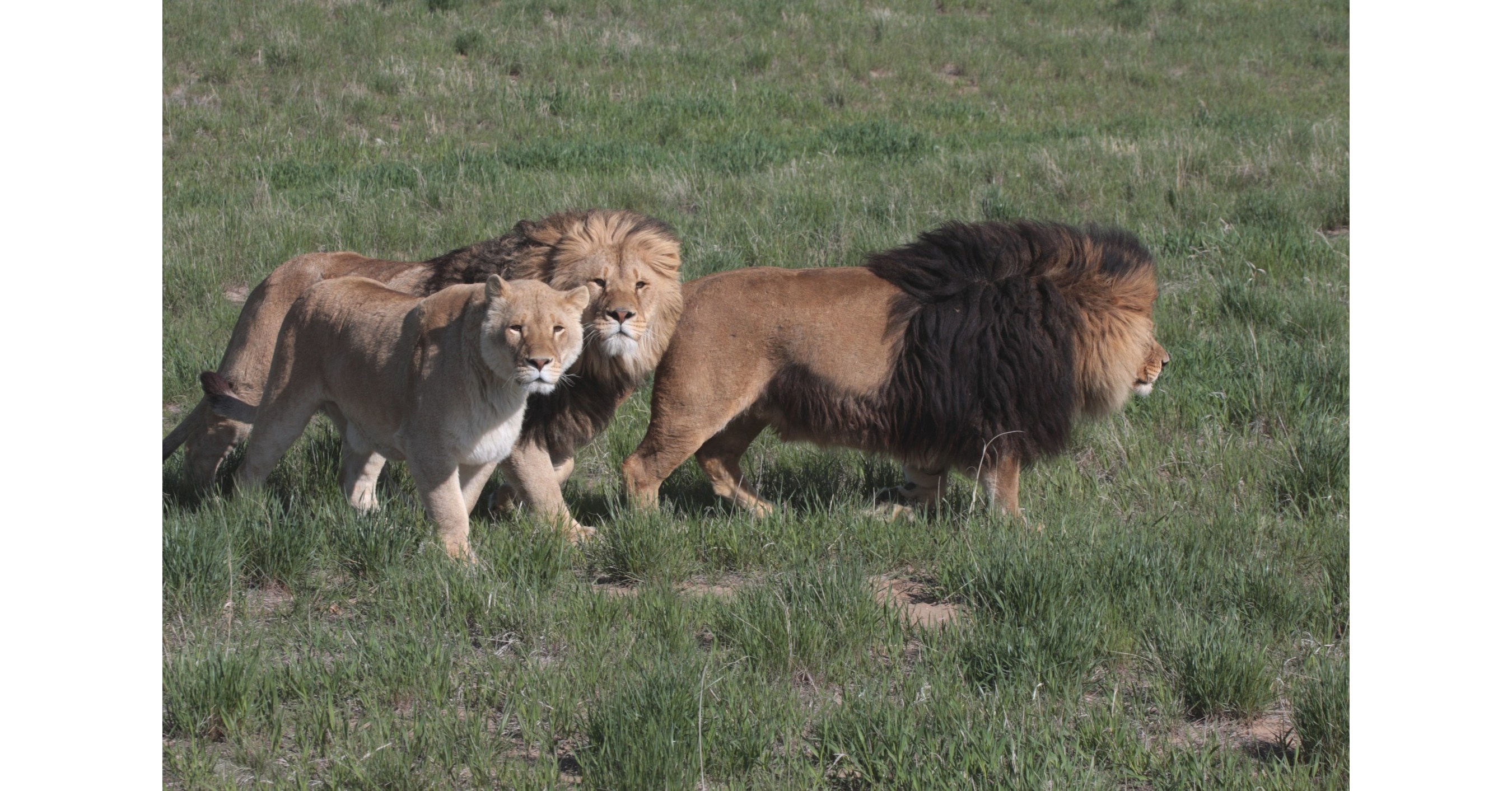 The Wild Animal Sanctuary Achieves Accreditation From BBB Wise Giving ...