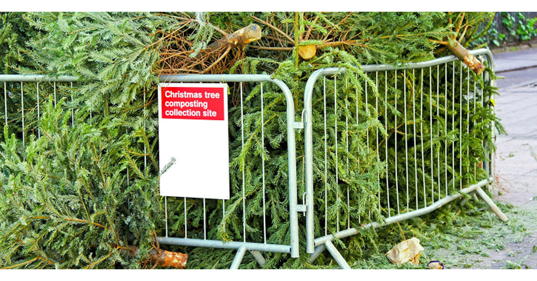 Seven Ways to Recycle Your Christmas Tree