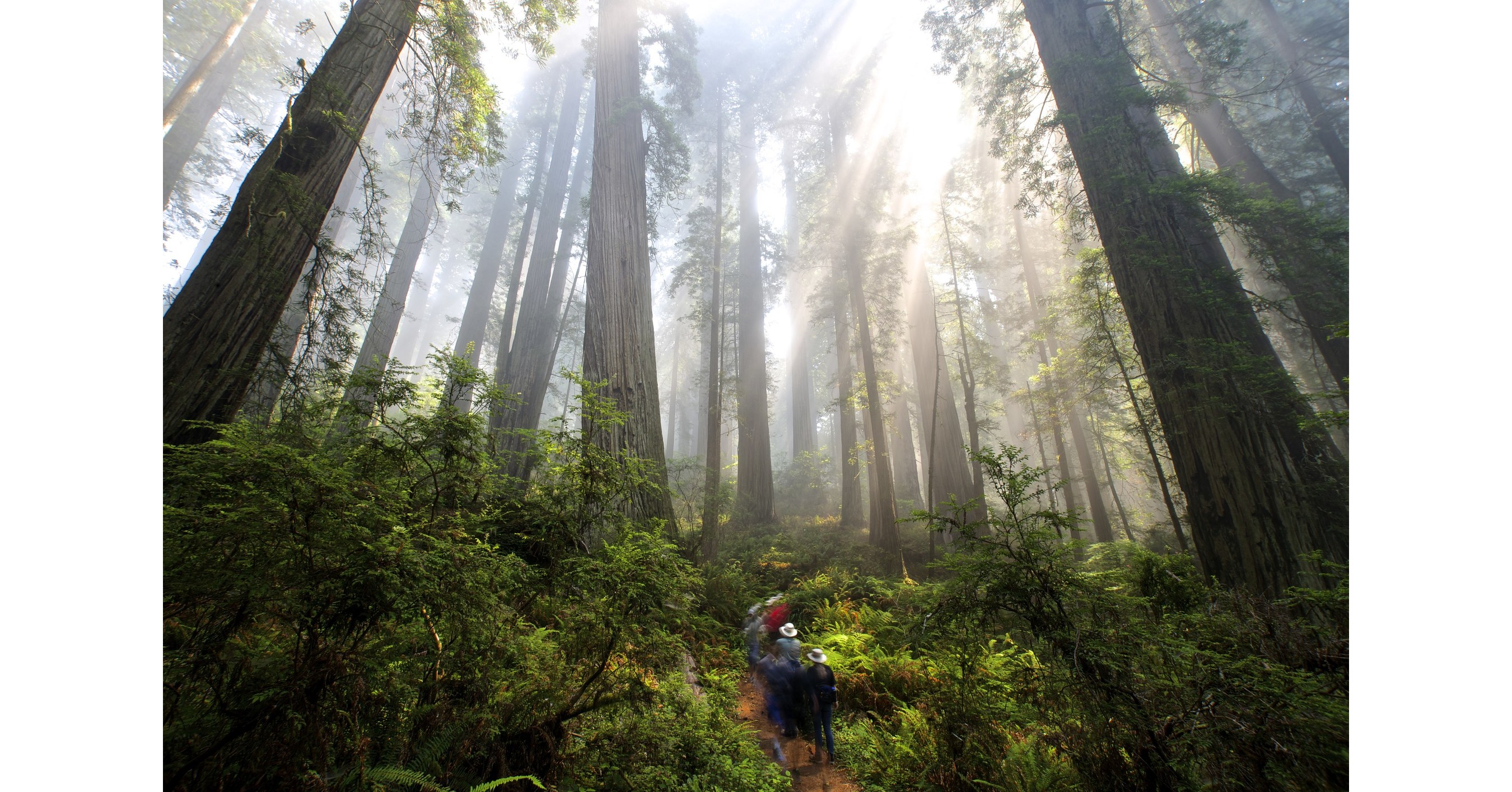Save the Redwoods League Celebrates 100 Years of Protecting California ...