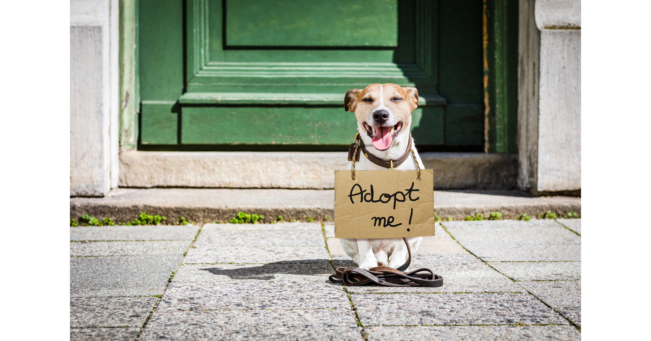 Healthy Paws Foundation Makes Strides Over 2017