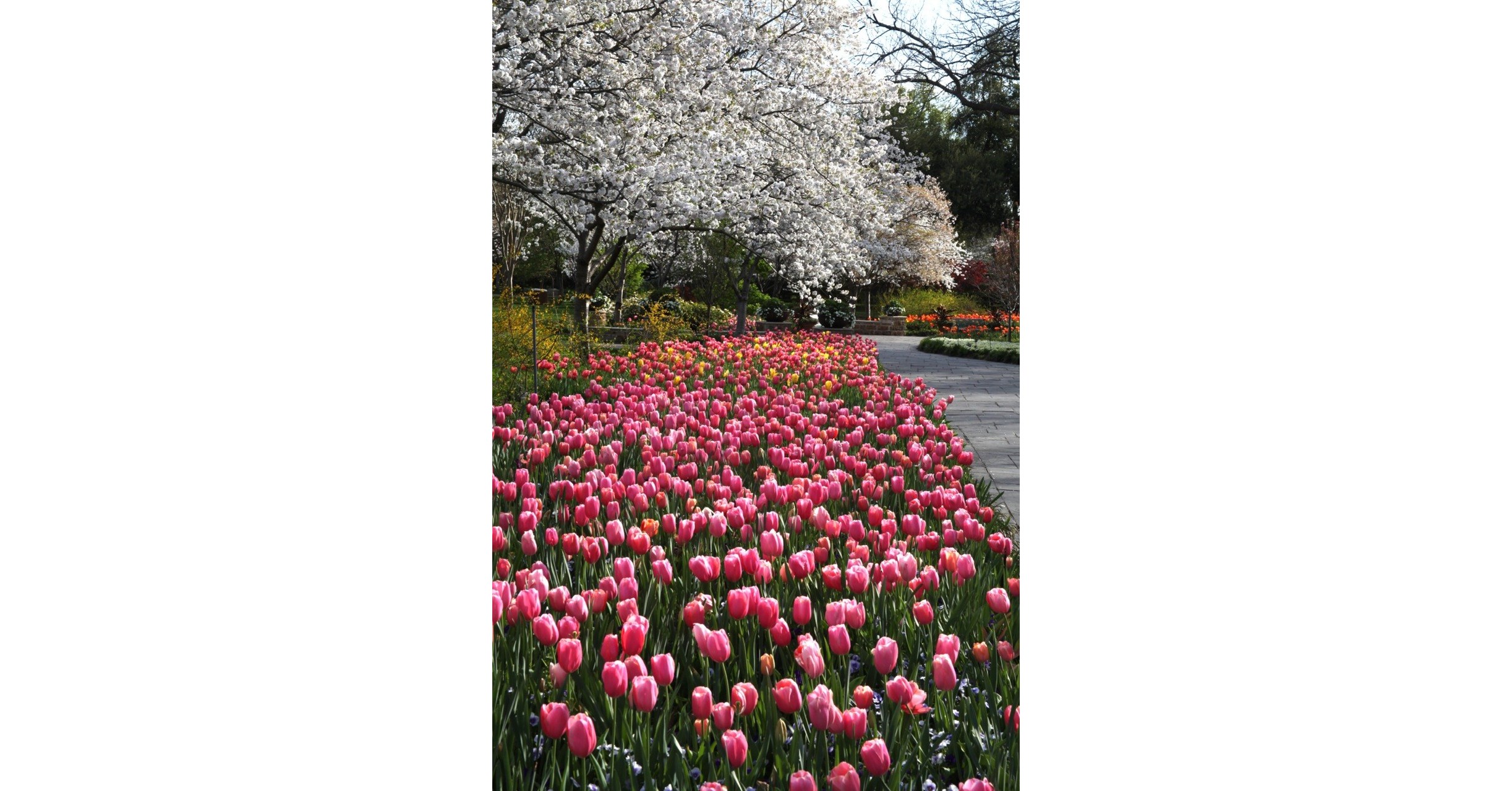 Dallas Arboretum Presents Dallas Blooms: A World of Flowers