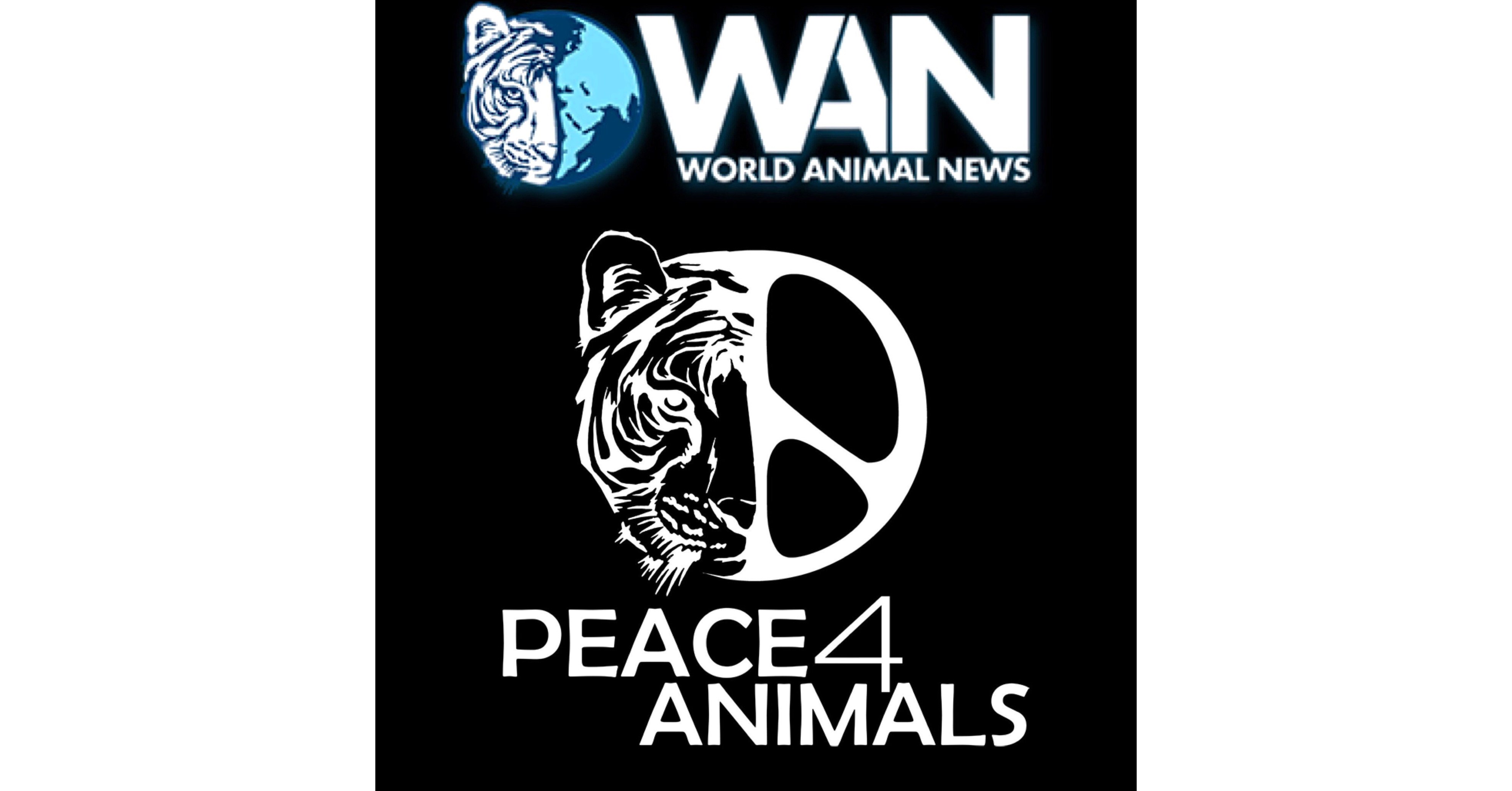 World Animal News (WAN) & Peace 4 Animals (P4A) Speak Out About The ...