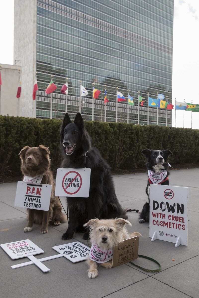 Dogs Take To The Streets In The World's First UN Animal Protest
