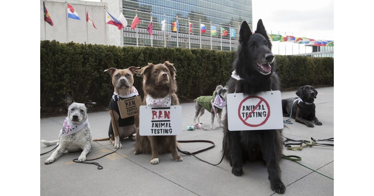 Dogs Take to the Streets in the World's First UN Animal Protest