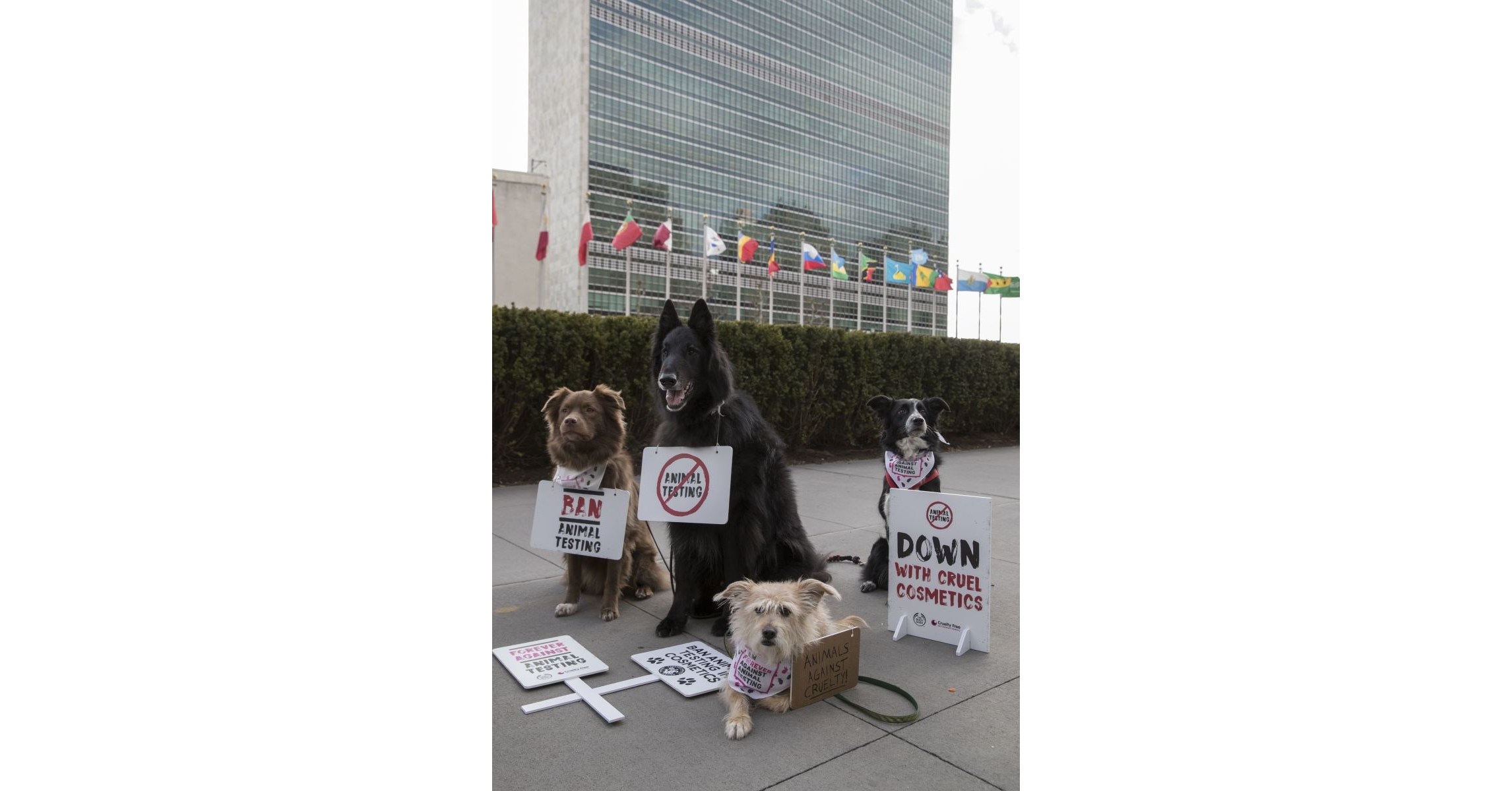 Dogs Take to the Streets in the World's First UN Animal Protest