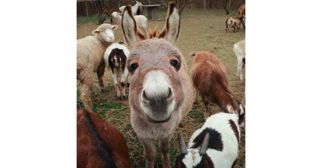 New Jersey's Freedom Farm Animal Rescue Secures New Sanctuary; Names ...