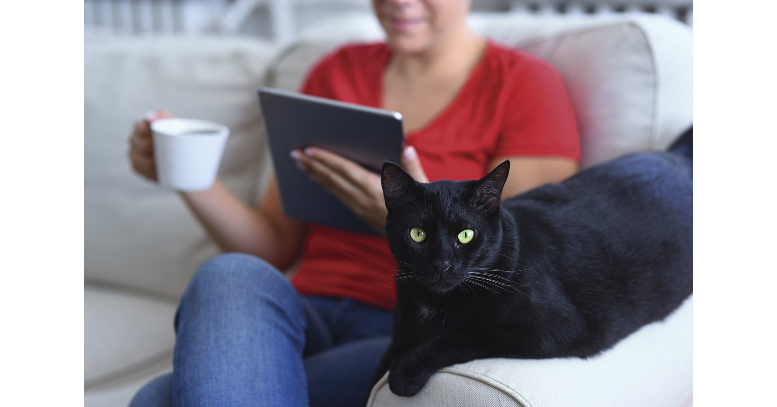 Your Cat's Scratch Has Met Its Match