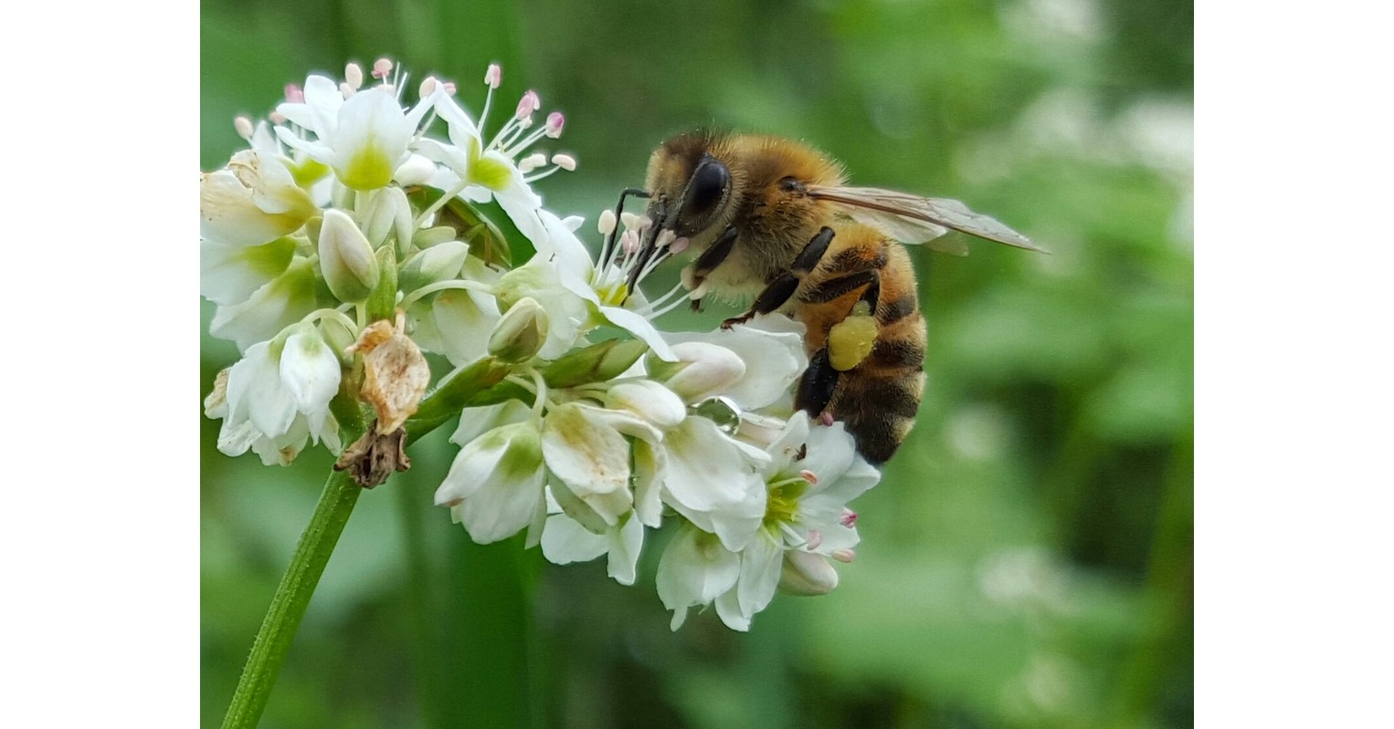 Feed a Bee kicks off 2018 by funding 20 new projects in 50-state forage ...