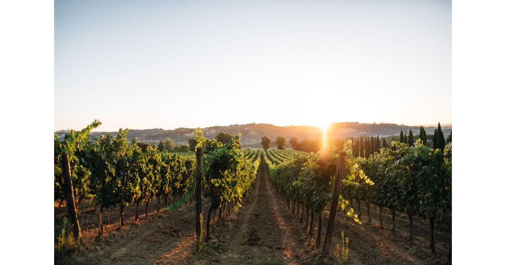 Pair Alion and Rely 280 for Effective Weed Management Program