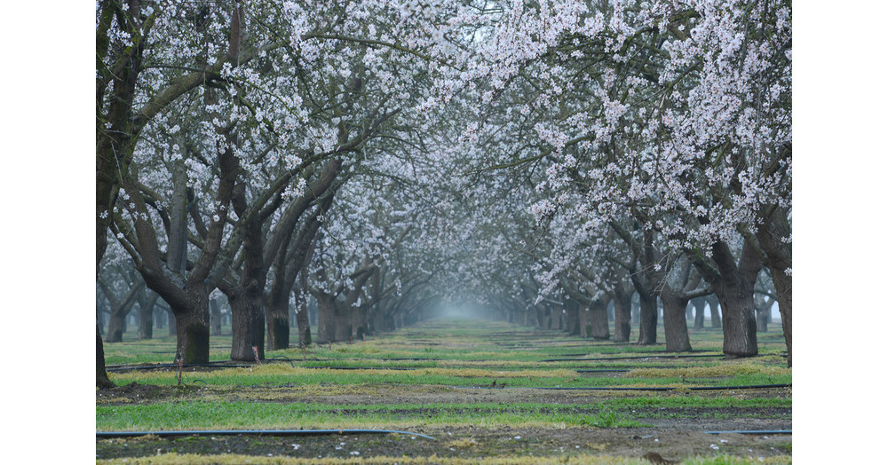 Pair Alion and Rely 280 for Effective Weed Management Program