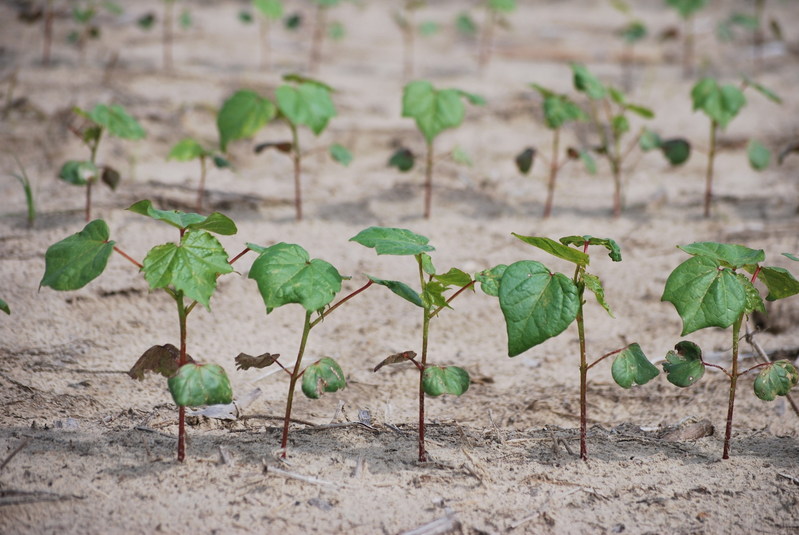 Take the Guesswork out of Timing for Cotton Planting