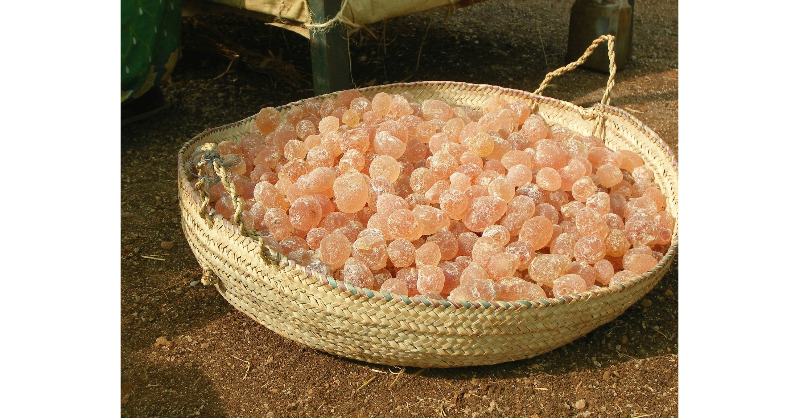 Alland & Robert Survey Researches the Nutritional Knowledge of Acacia Gum