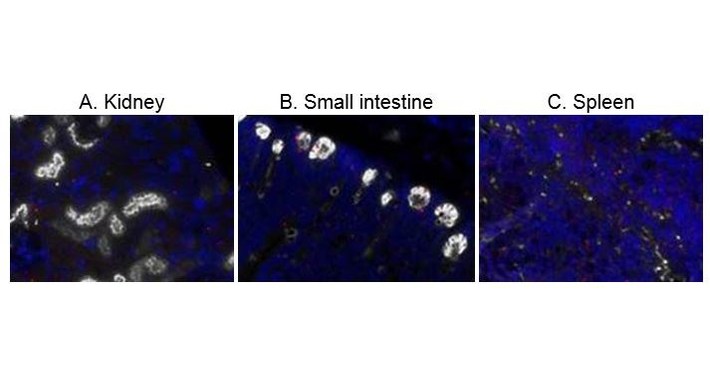 Bio-Techne Expands RNAscope® ISH Automation - Facilitating Drug ...