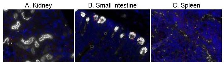 Bio-Techne Expands RNAscope® ISH Automation - Facilitating Drug ...