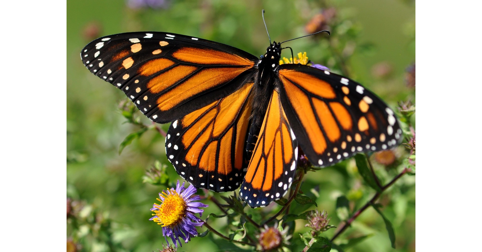 Monarques s'associe à Mission monarque