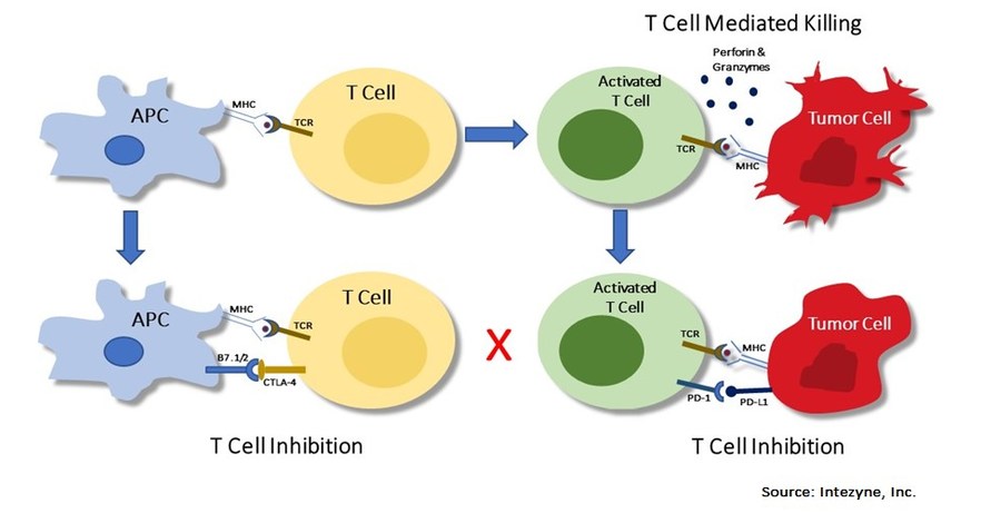 Combination of Checkpoint Inhibitors and Intezyne's Novel Cancer ...