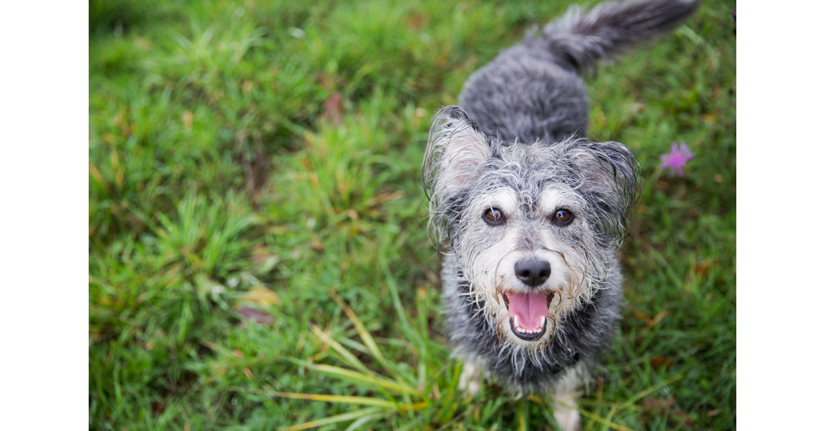 Mars Petcare adquiere OptiGen, LLC