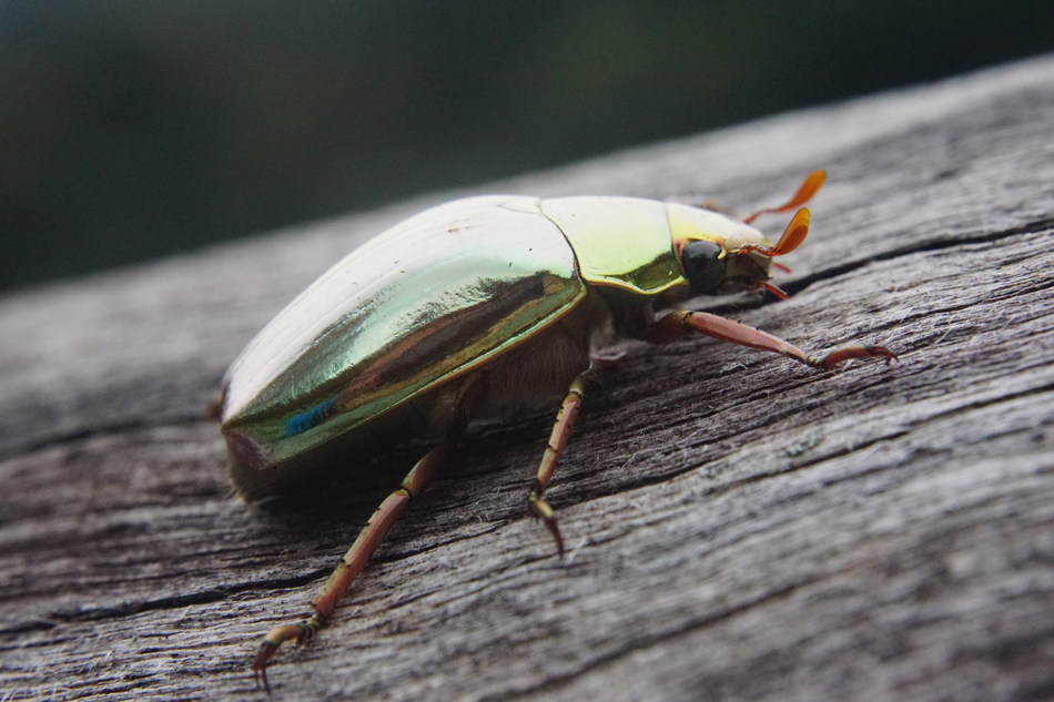 Festival des insectes à l'Aquarium du Québec