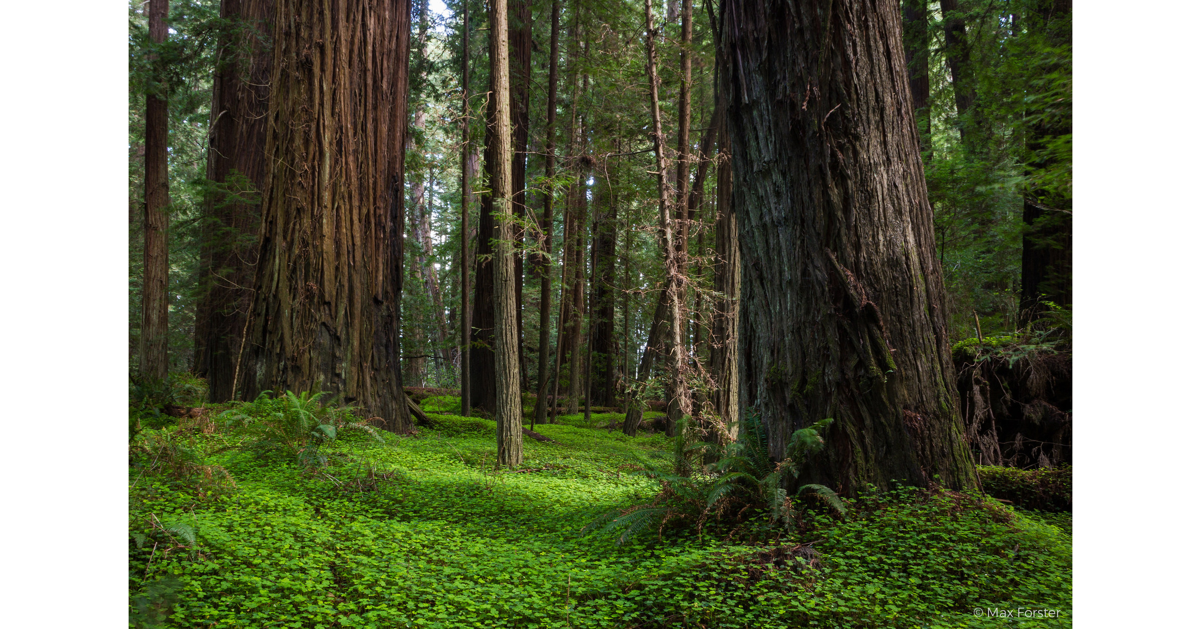 Save the Redwoods League Scientists Reveal Significant Need for Forest ...