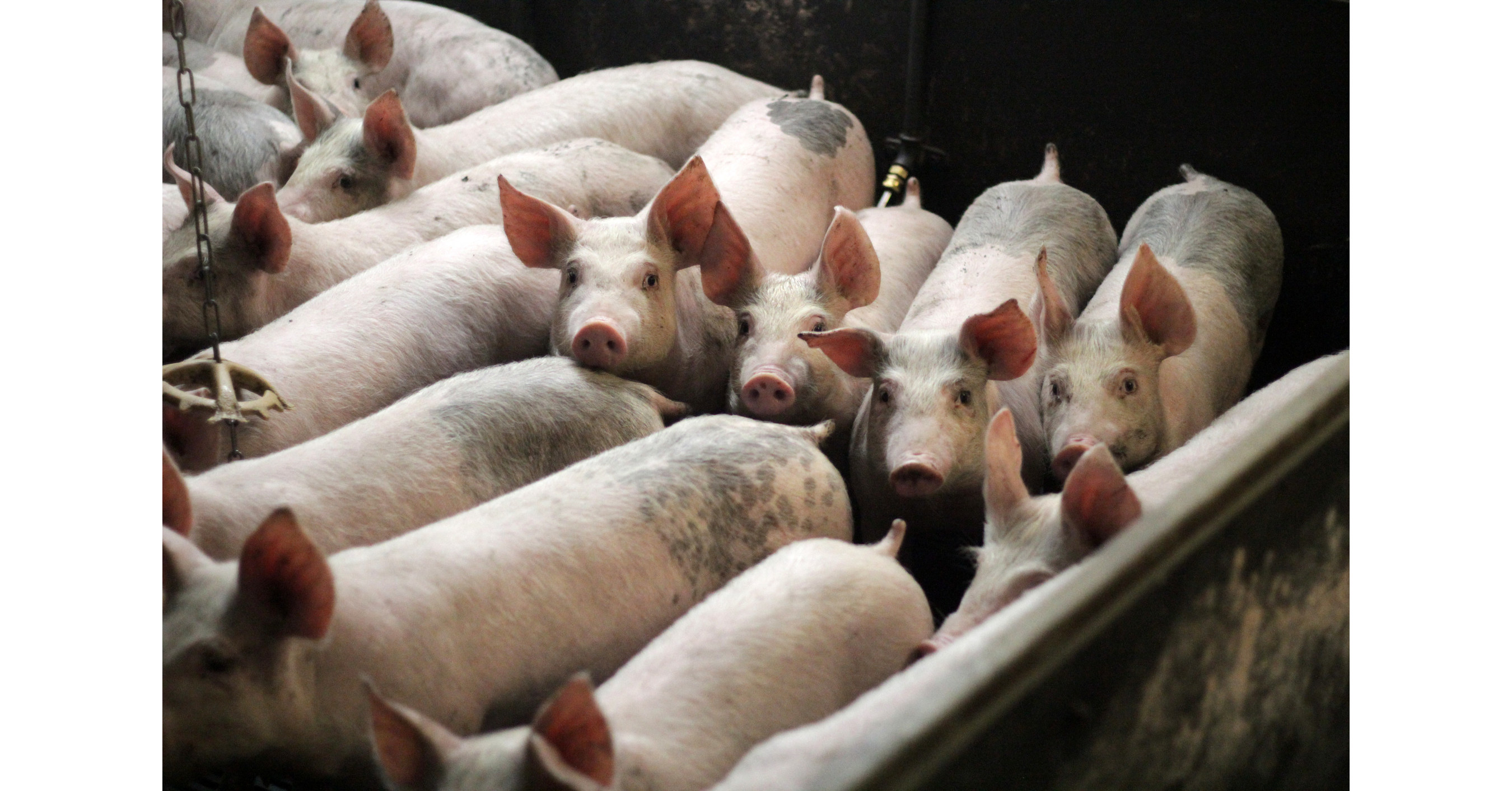 New research shows major global supermarket chains at risk of losing customers over poor pig welfare