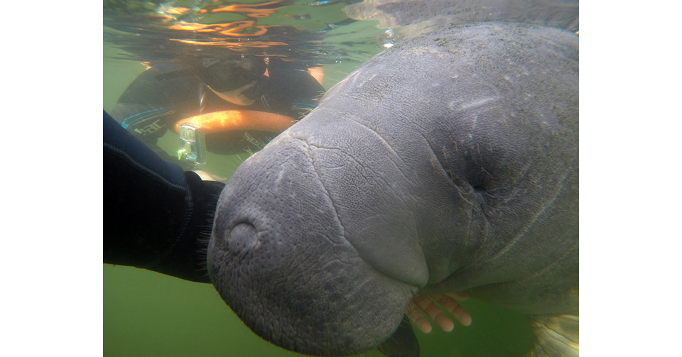 Warriors Find Relaxation and Support During Manatee Swim Session