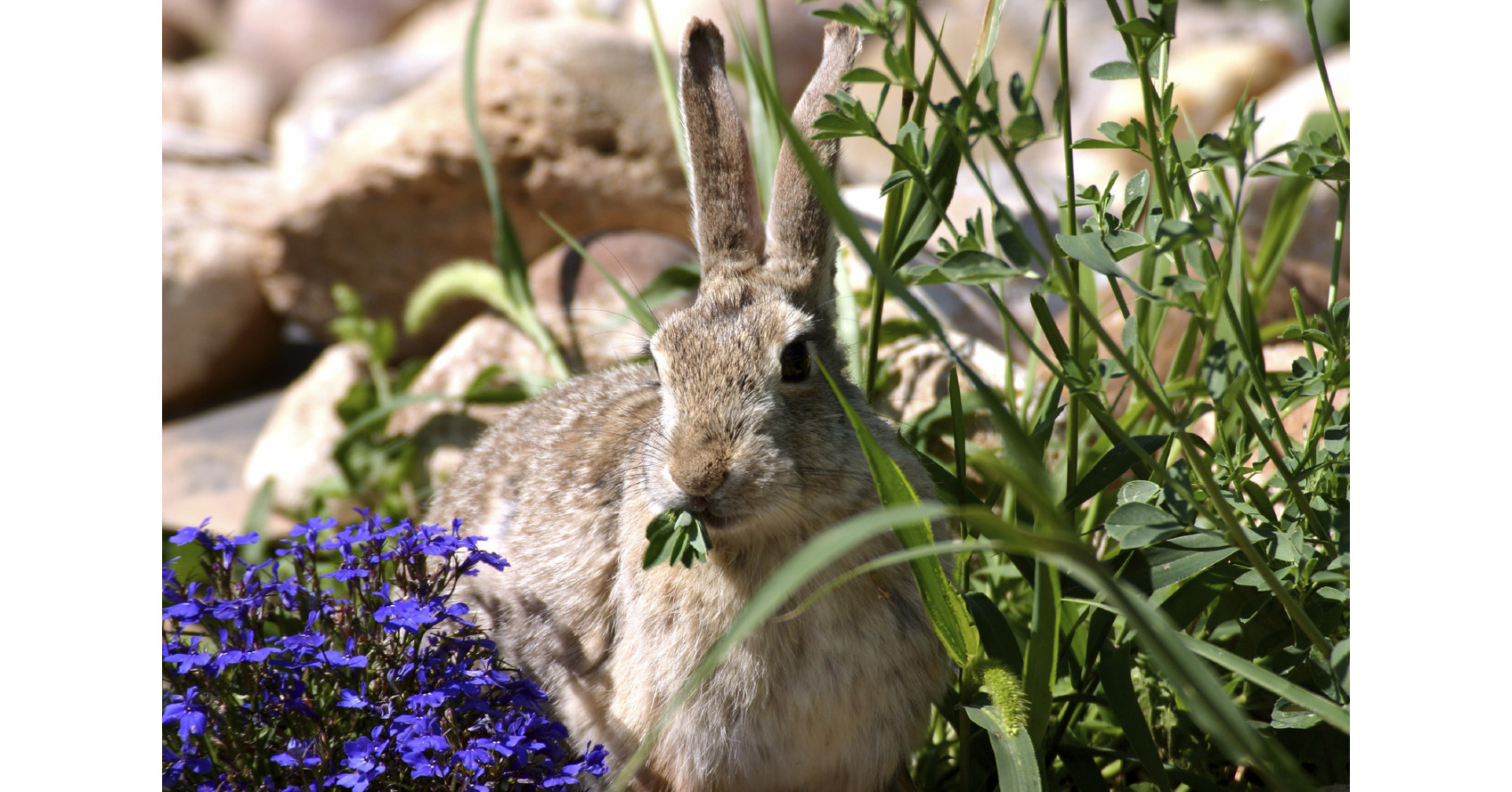 Rabbits running rampant in your backyard? Smart tips to keep them at bay