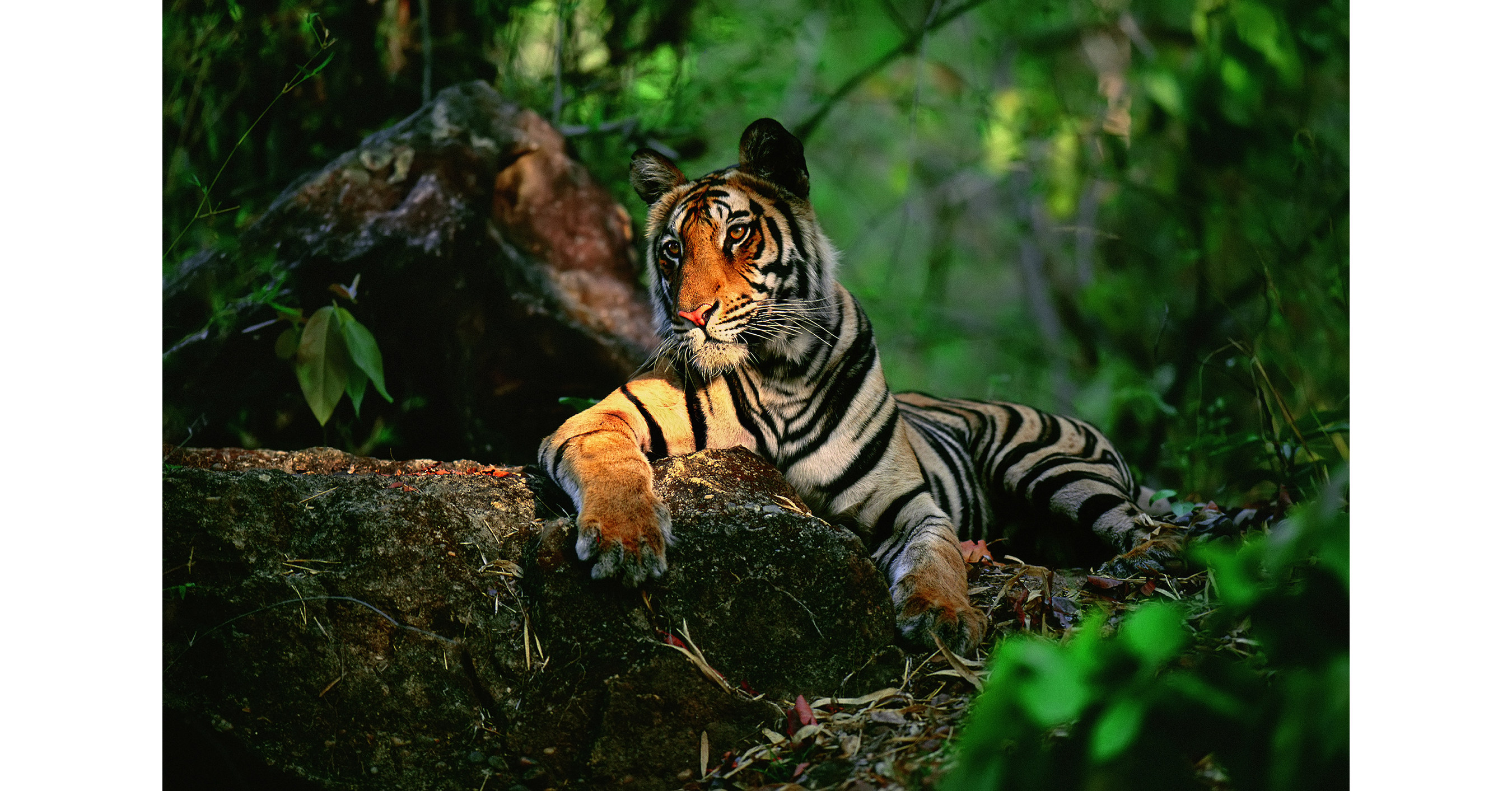 National Museum Tour Features Work Of Celebrated American Nature ...