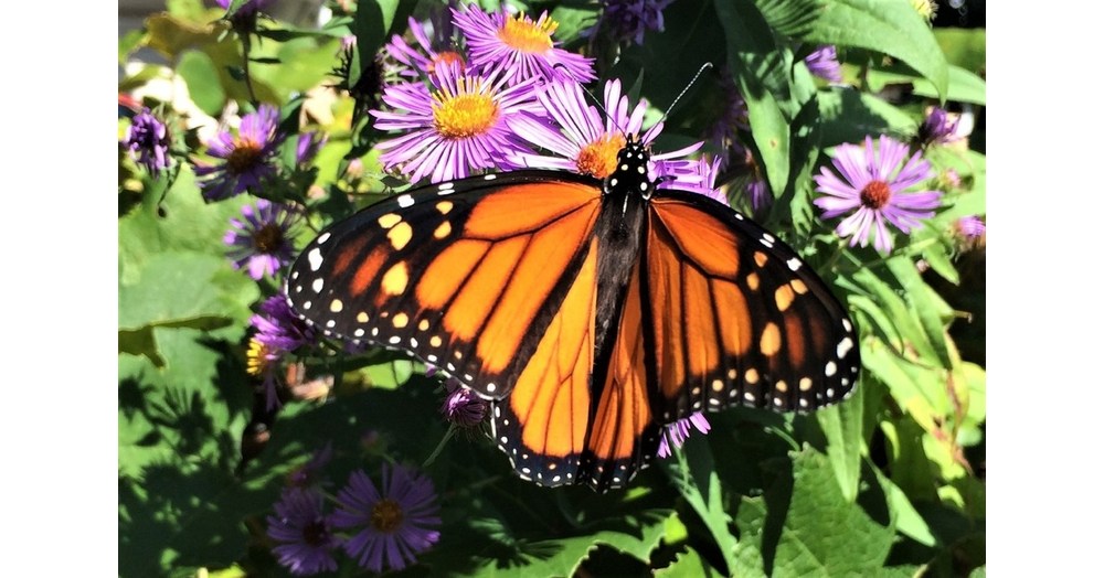 Migrate with the Monarchs