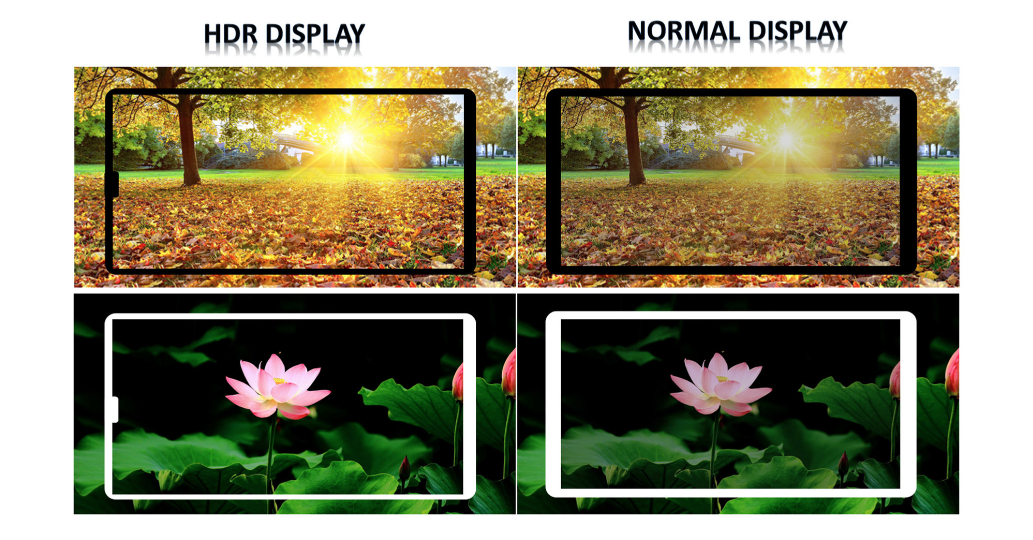 Tianma's high-performance WQHD HDR LCD named Best in Show at Display ...